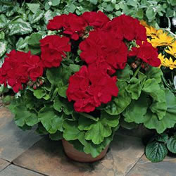 geranium_calliope_darkred_big-cropped - Longfellow's Greenhouses