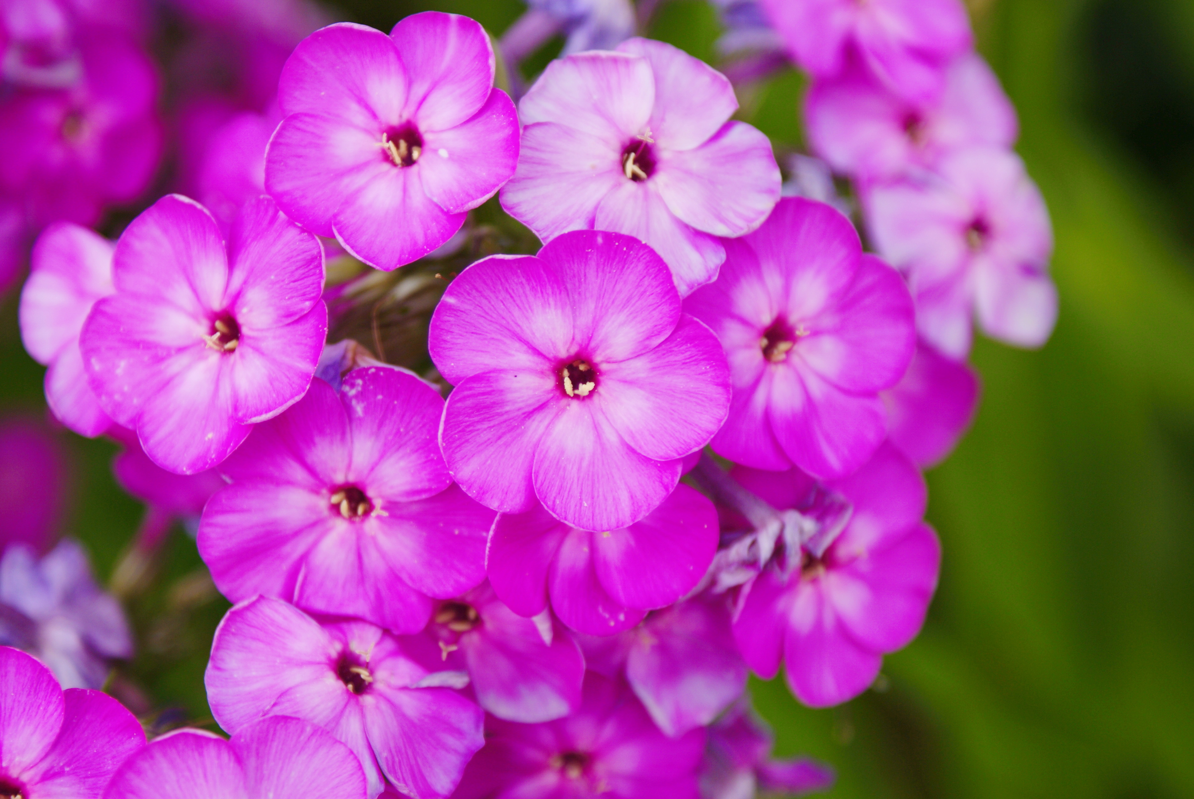 Pink Phlox Close Up - Longfellow's Greenhouses
