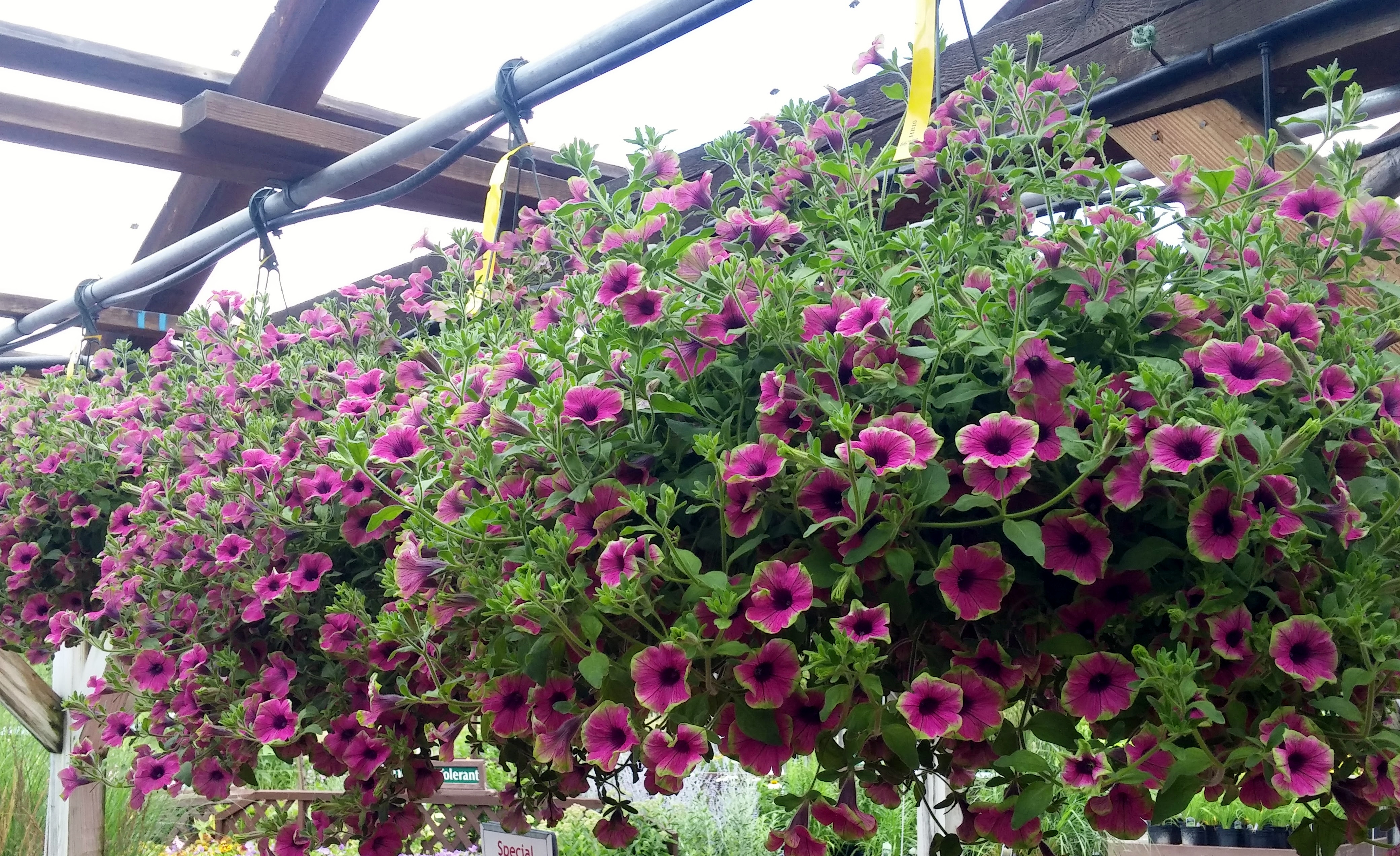 10 inch hanging basket - Longfellow's Greenhouses