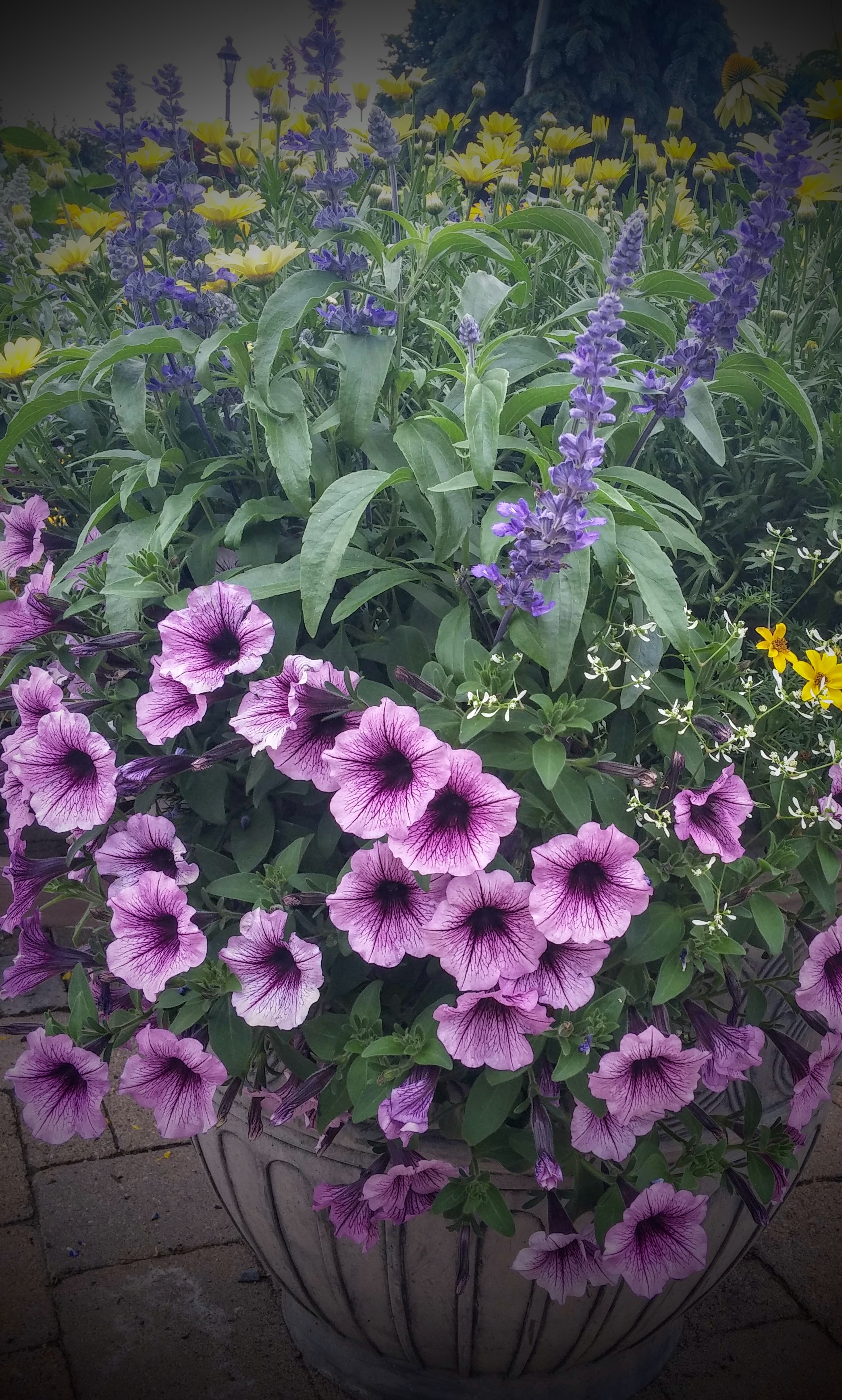 Annual Mixed Container - Longfellow's Greenhouses
