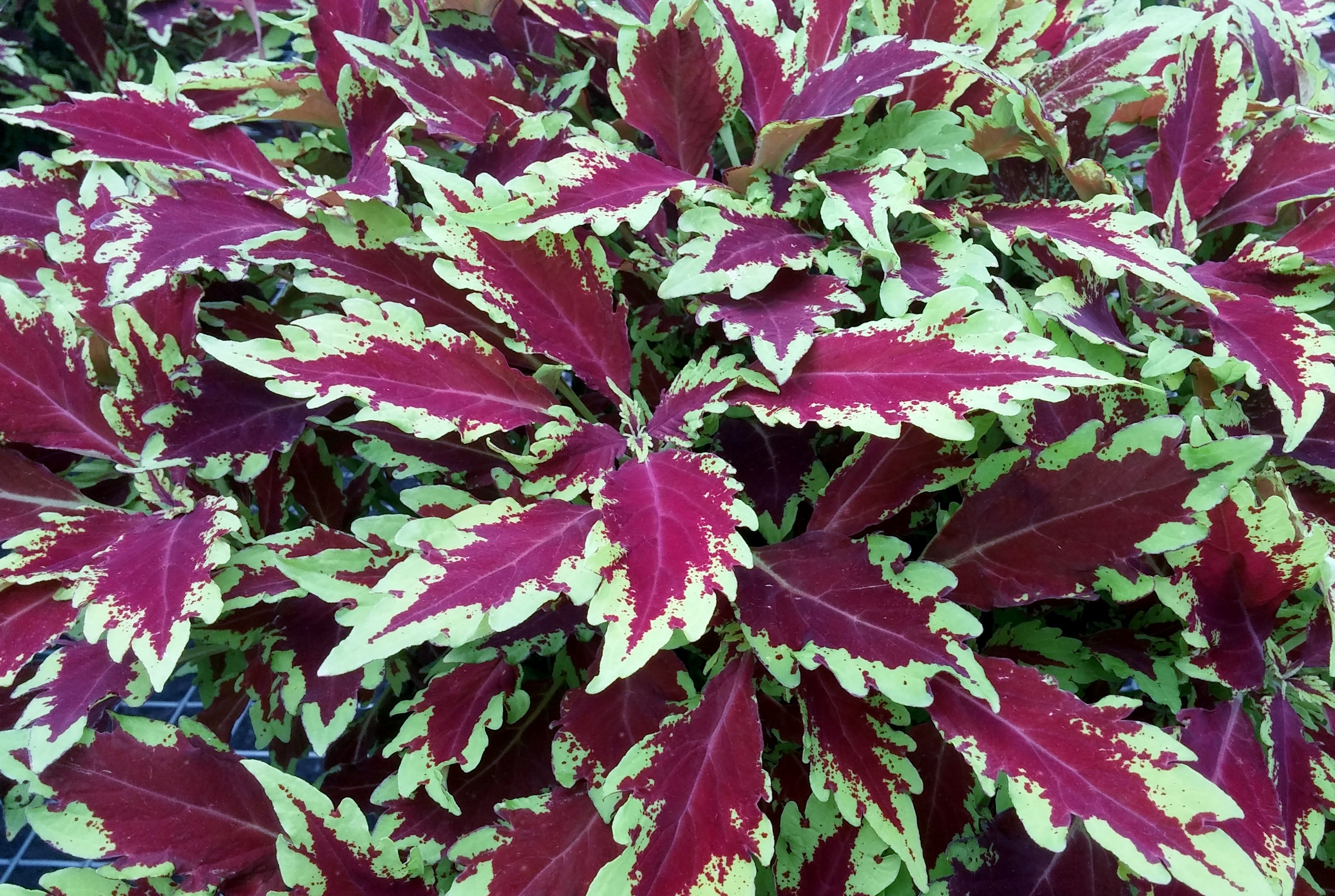 Coleus-1 - Longfellow's Greenhouses