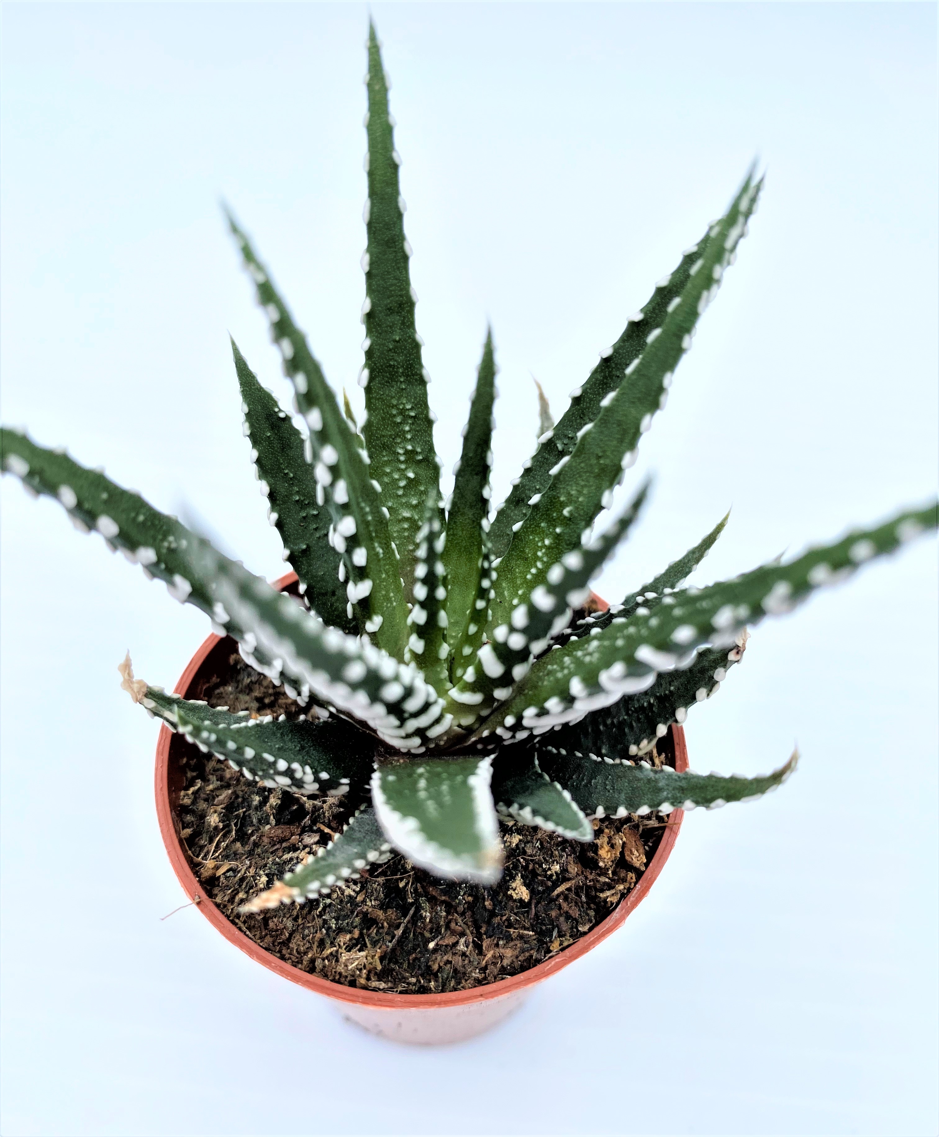 Succulent Haworthia asst_ - Longfellow's Greenhouses