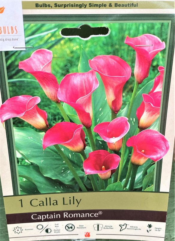 Calla Lily - Captain Romance $5.99 - Longfellow's Greenhouses