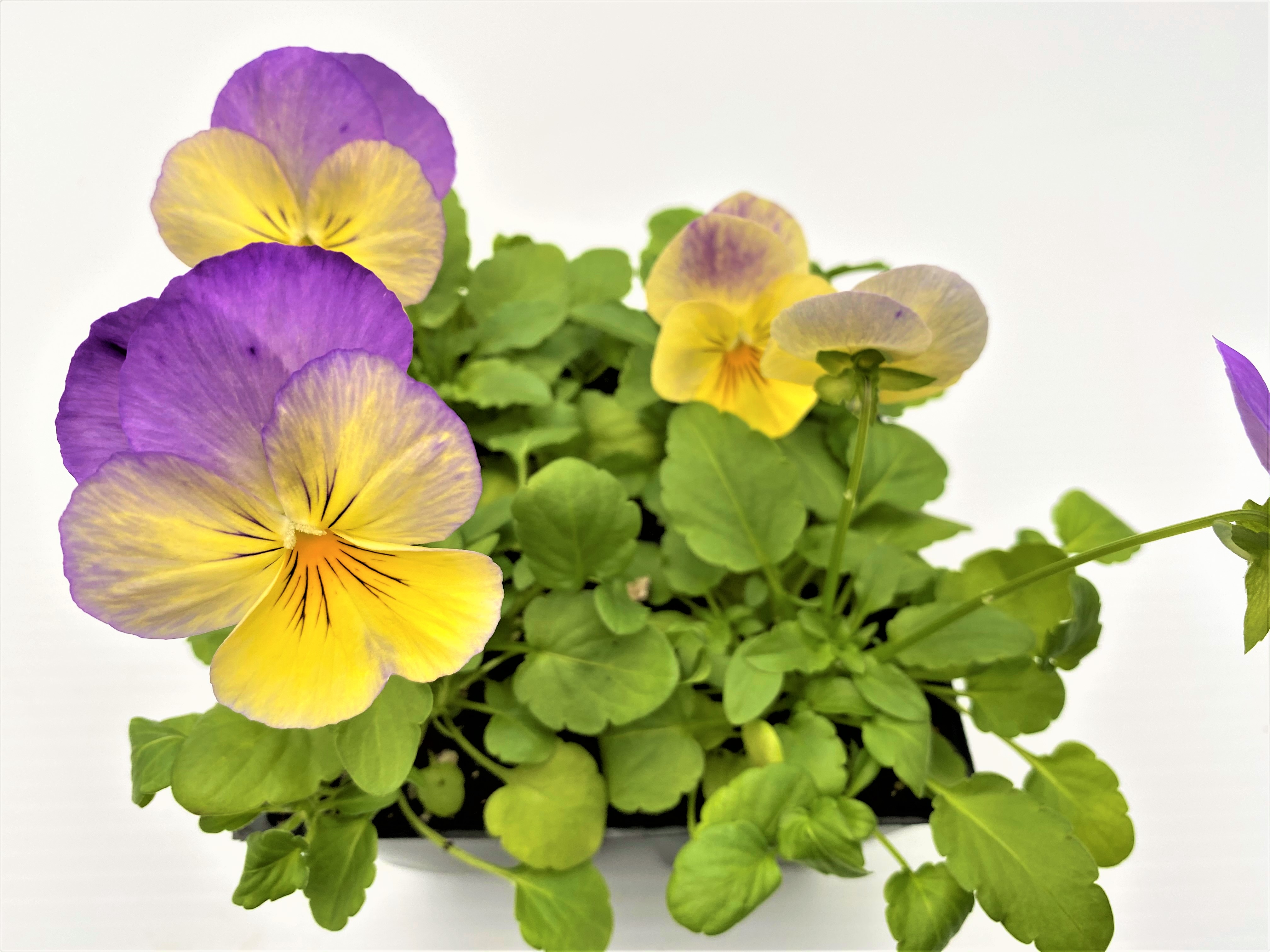 Pansy Cool Wave 'Blueberry Swirl' - Longfellow's Greenhouses