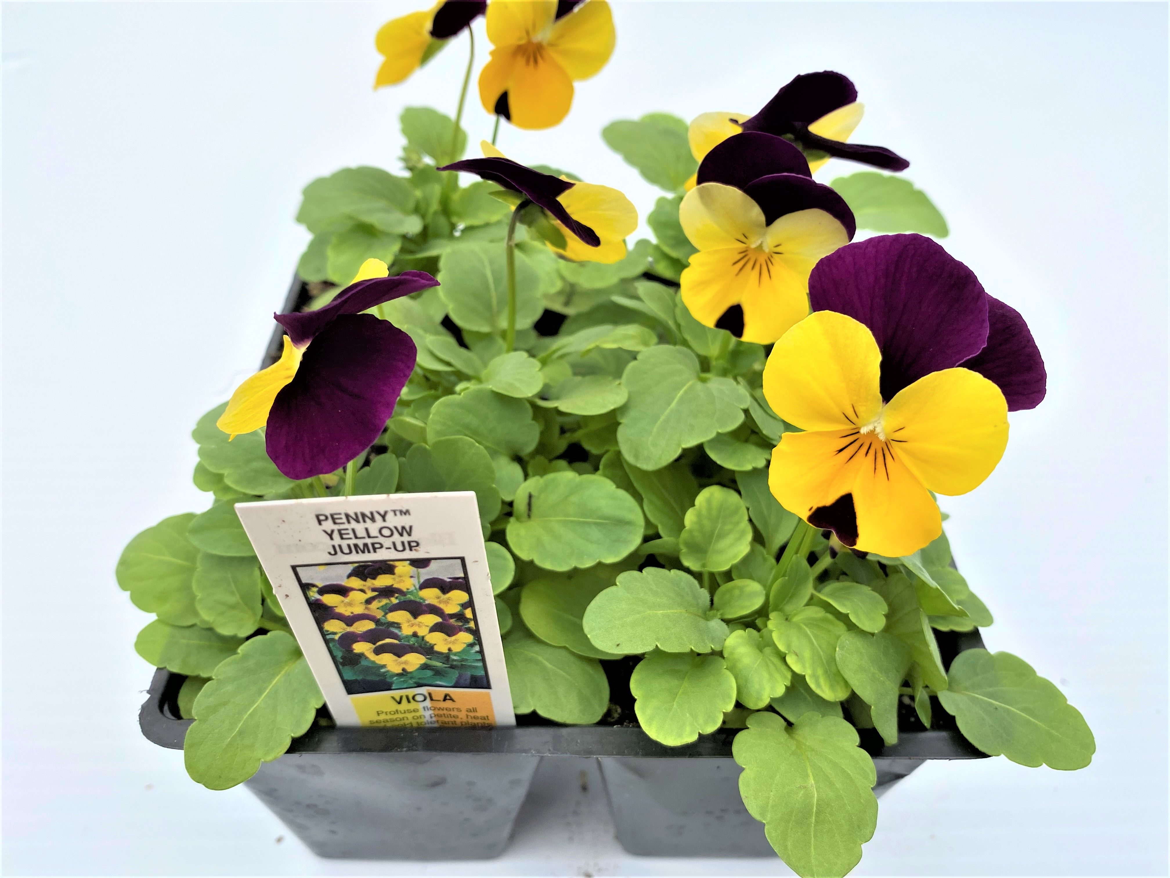 Viola Penny 'Yellow Jump Up' - Longfellow's Greenhouses