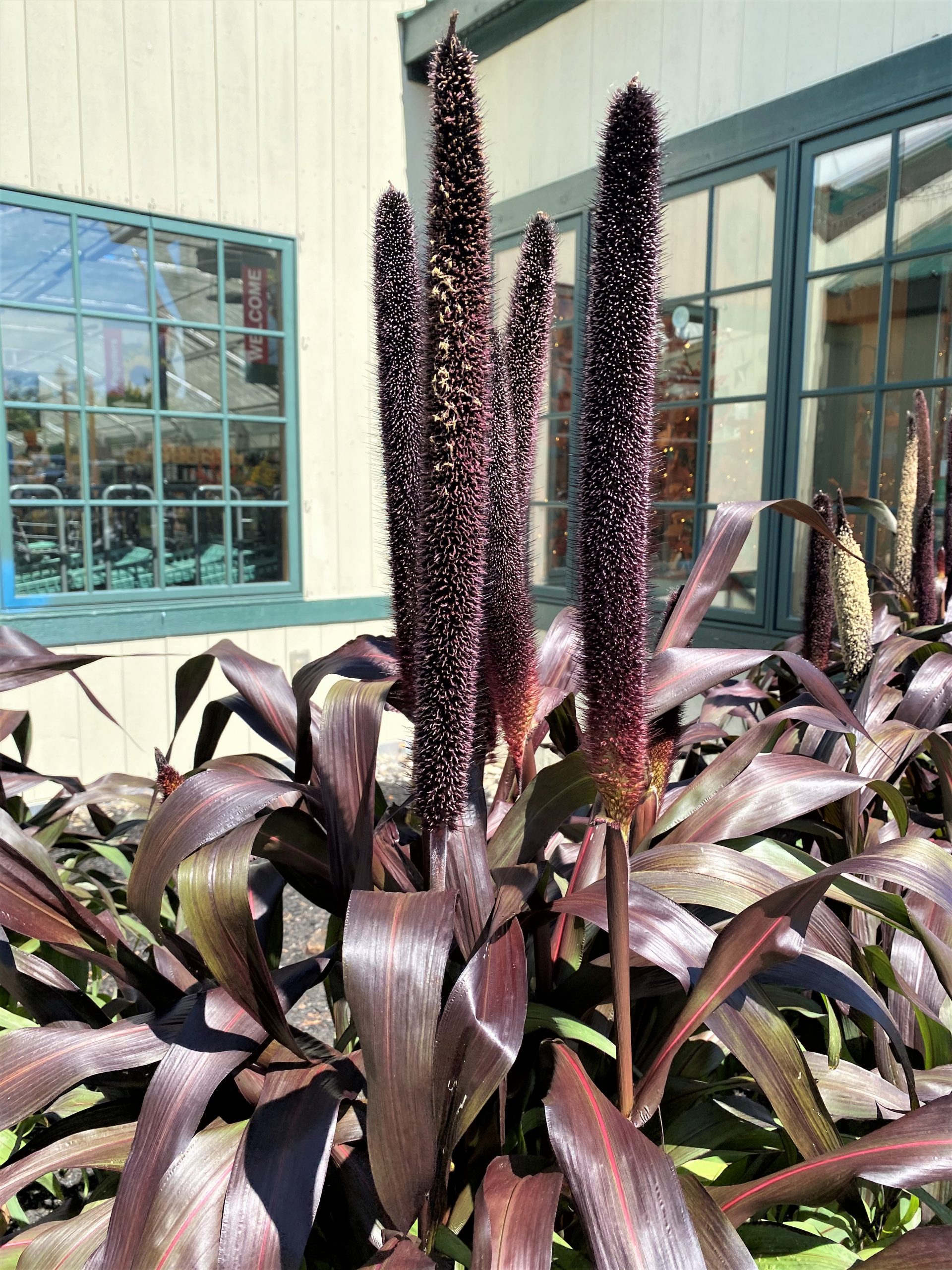 purple baron millet - Longfellow's Greenhouses