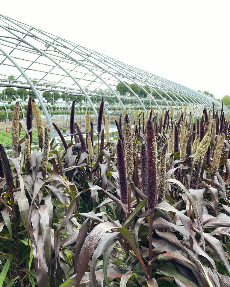 Purple Baron Millet2 - Longfellow's Greenhouses