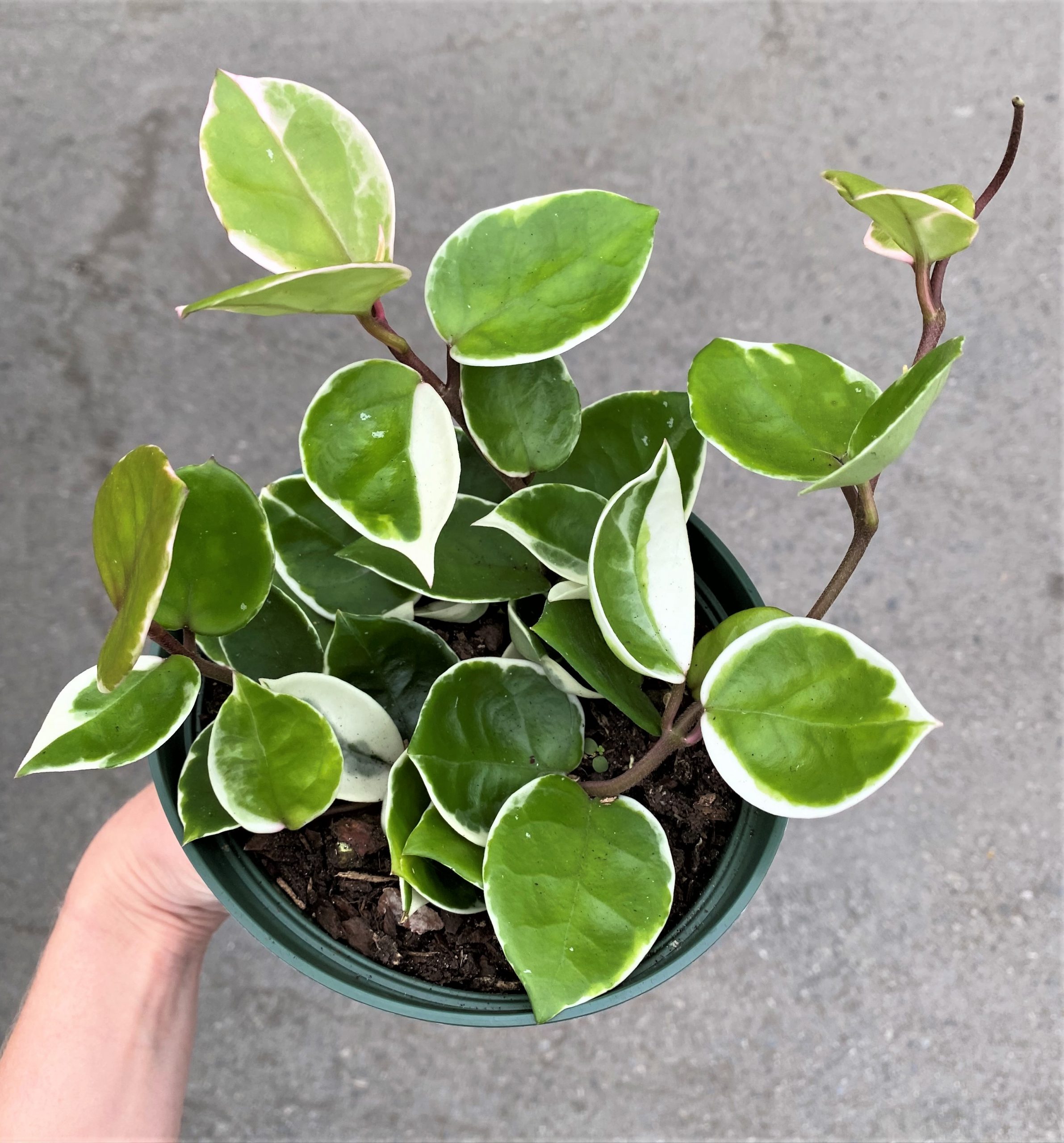 variegated hoya - Longfellow's Greenhouses