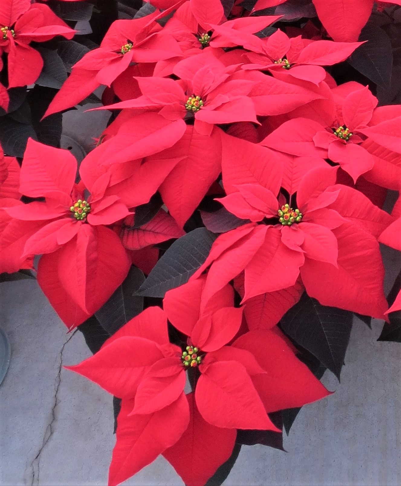 Charon Red - Longfellow's Greenhouses