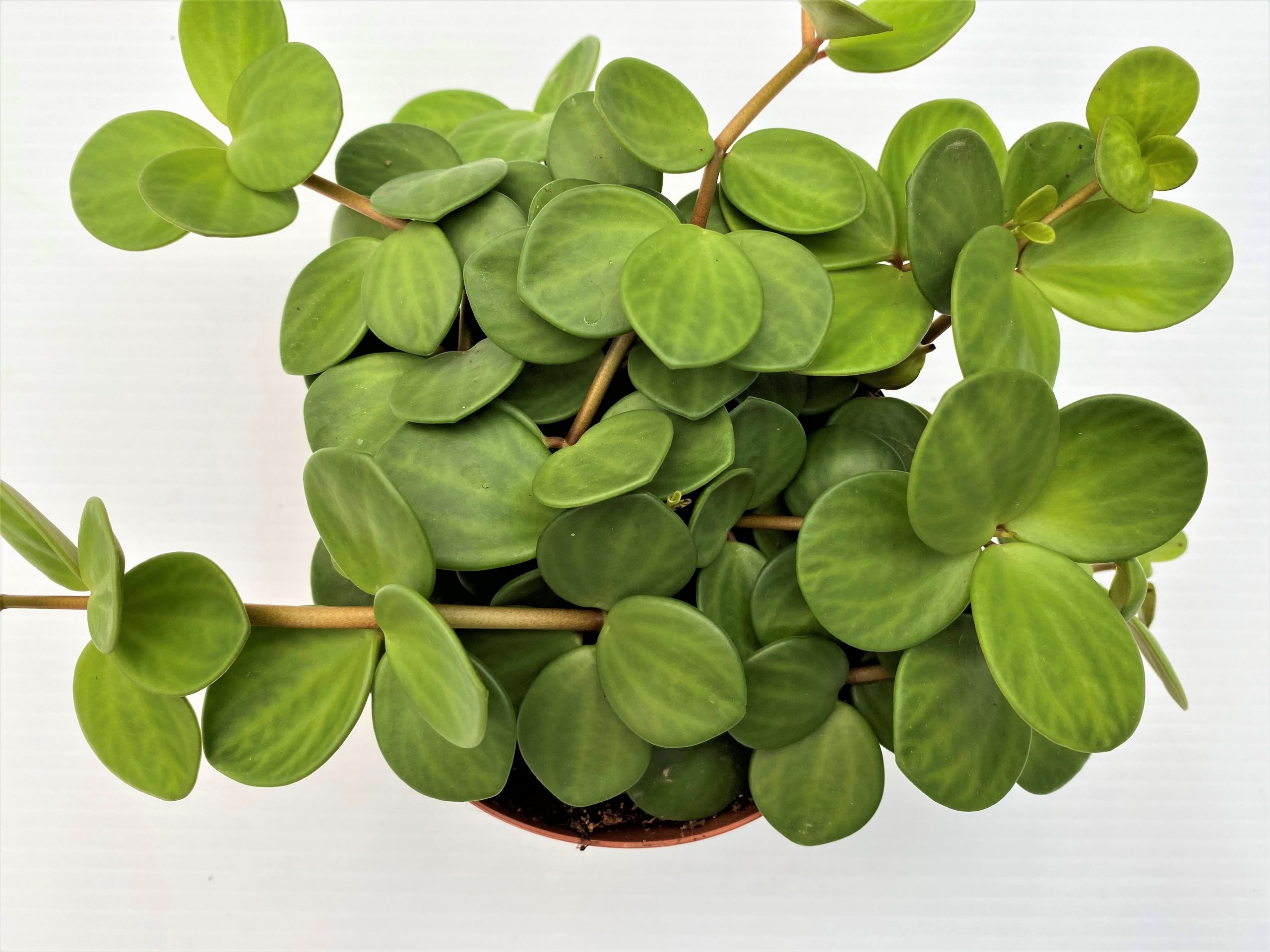 Peperomia Hope - Longfellow's Greenhouses
