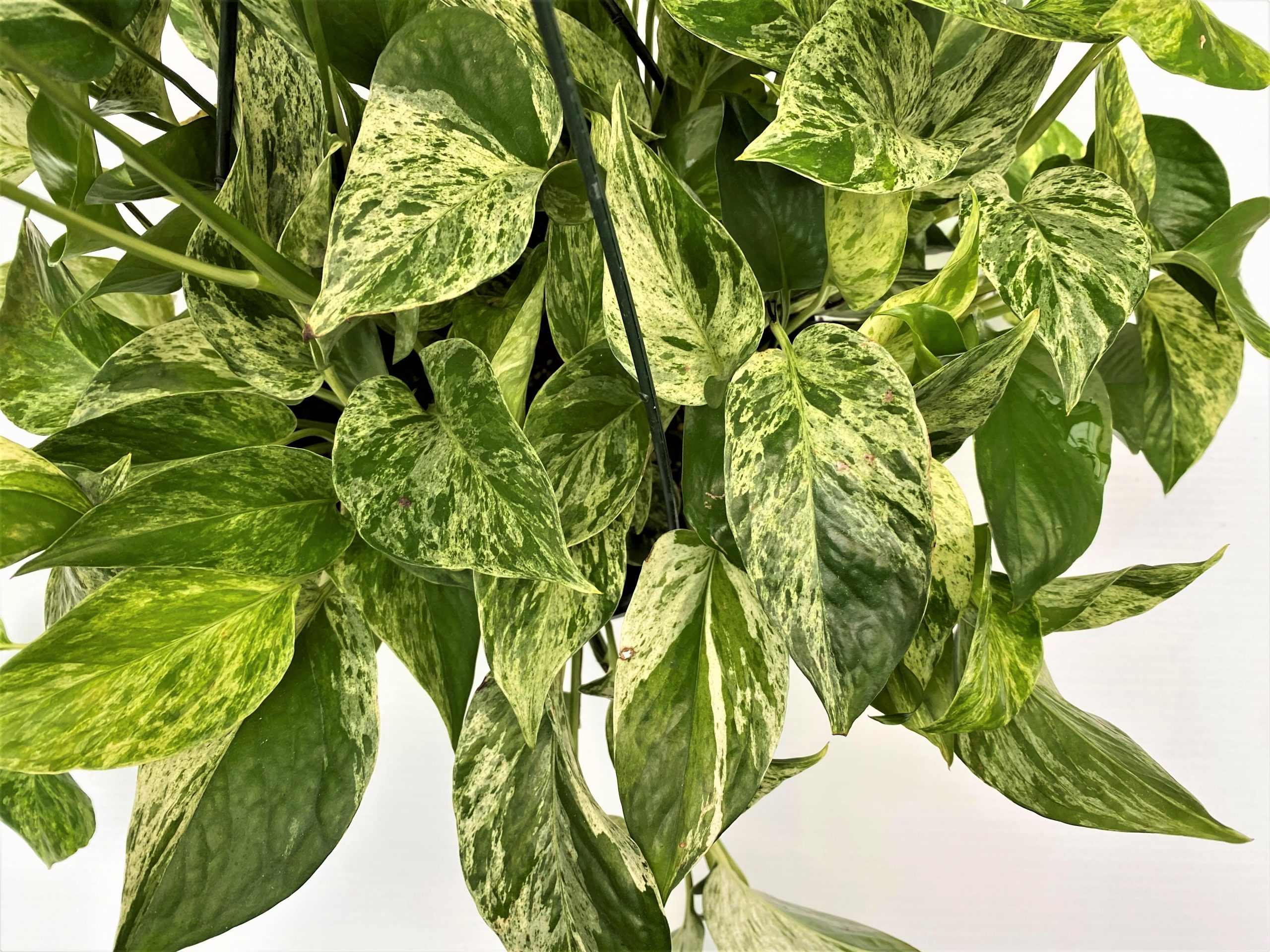 Pothos Marble Queen (2) - Longfellow's Greenhouses