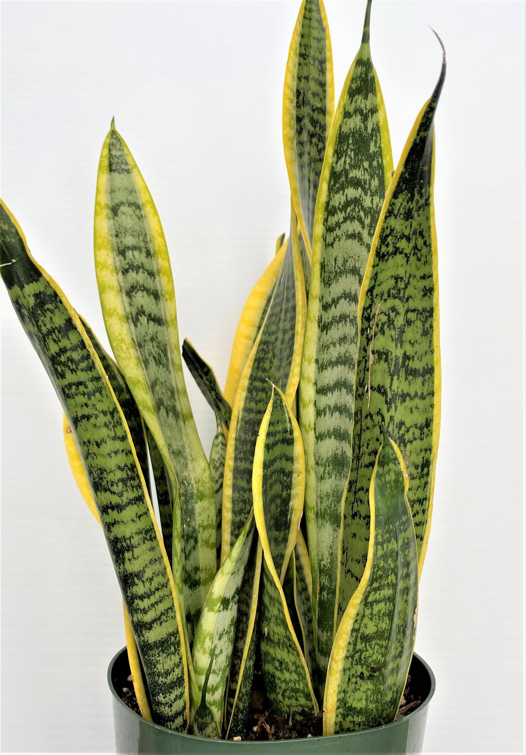 Sansevieria Laurentii - Longfellow's Greenhouses