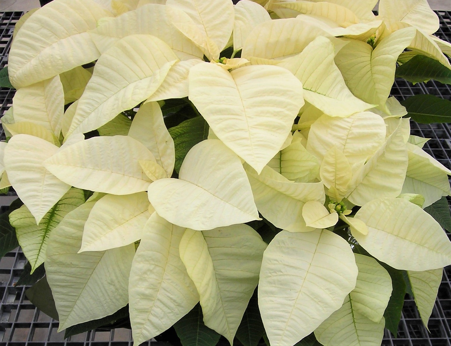 White Star - Longfellow's Greenhouses