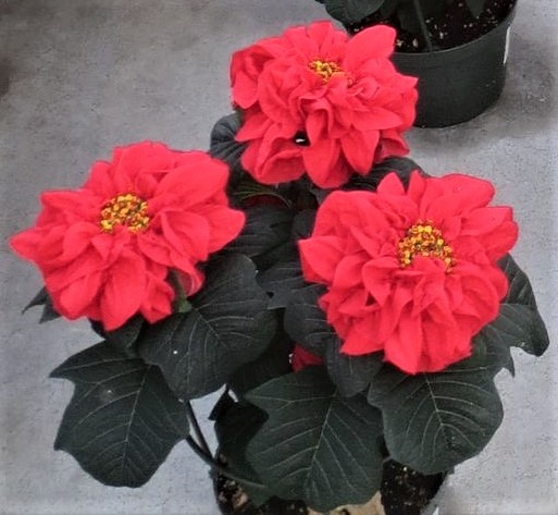 Winter Rose Early Red Poinsettia
