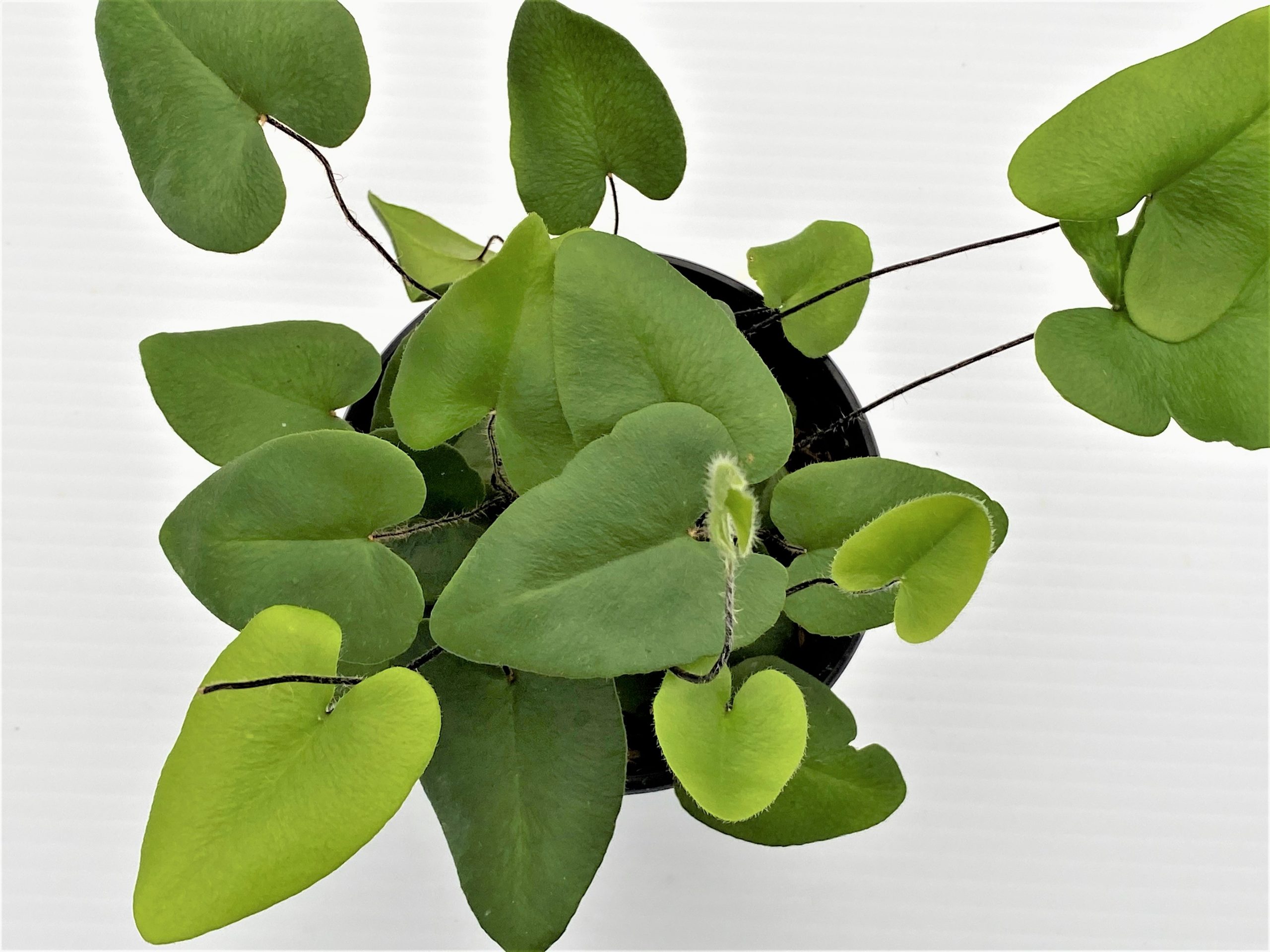 fern heart - Longfellow's Greenhouses