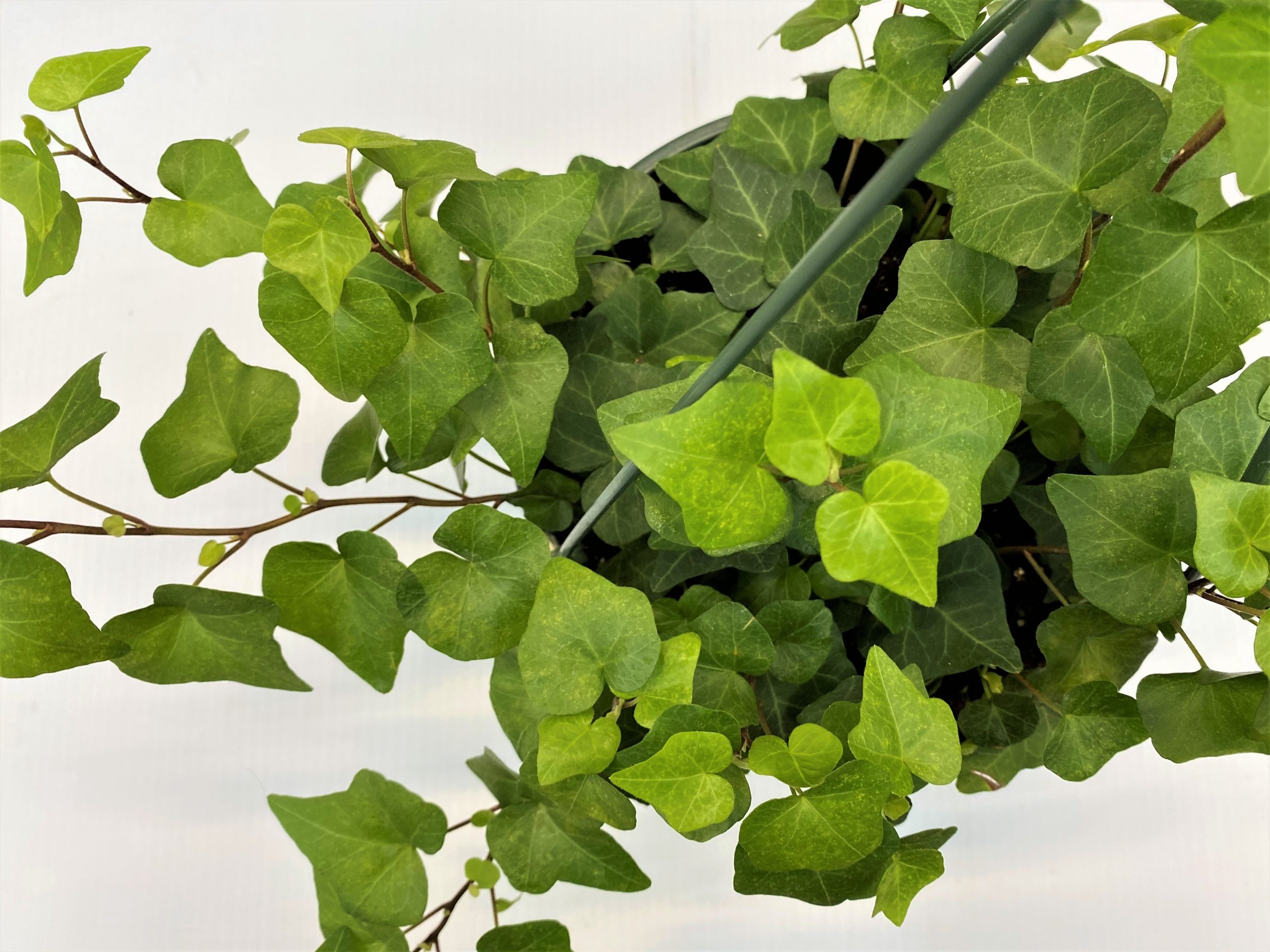 English Ivy - Longfellow's Greenhouses