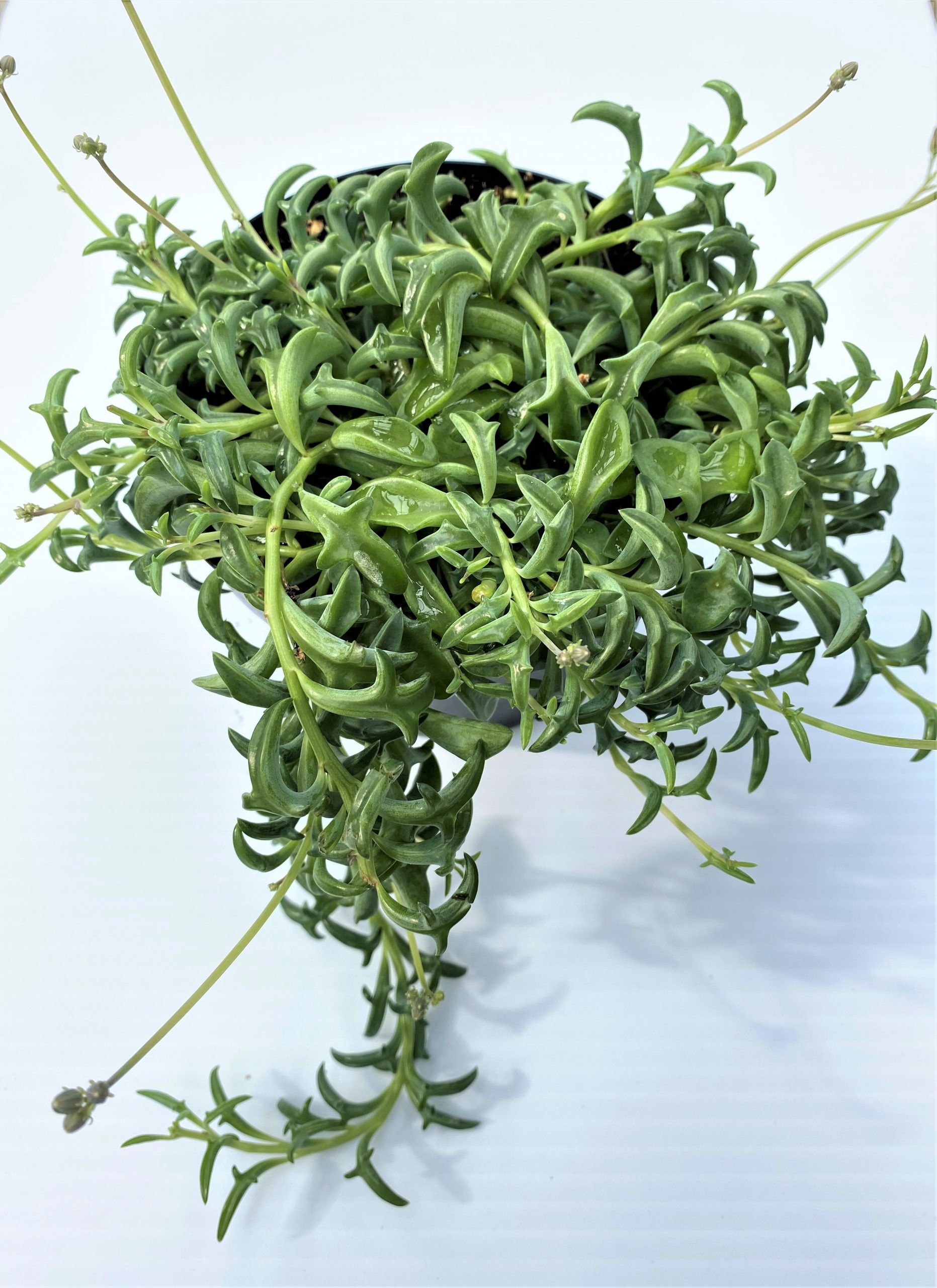 String of Dolphins - Longfellow's Greenhouses