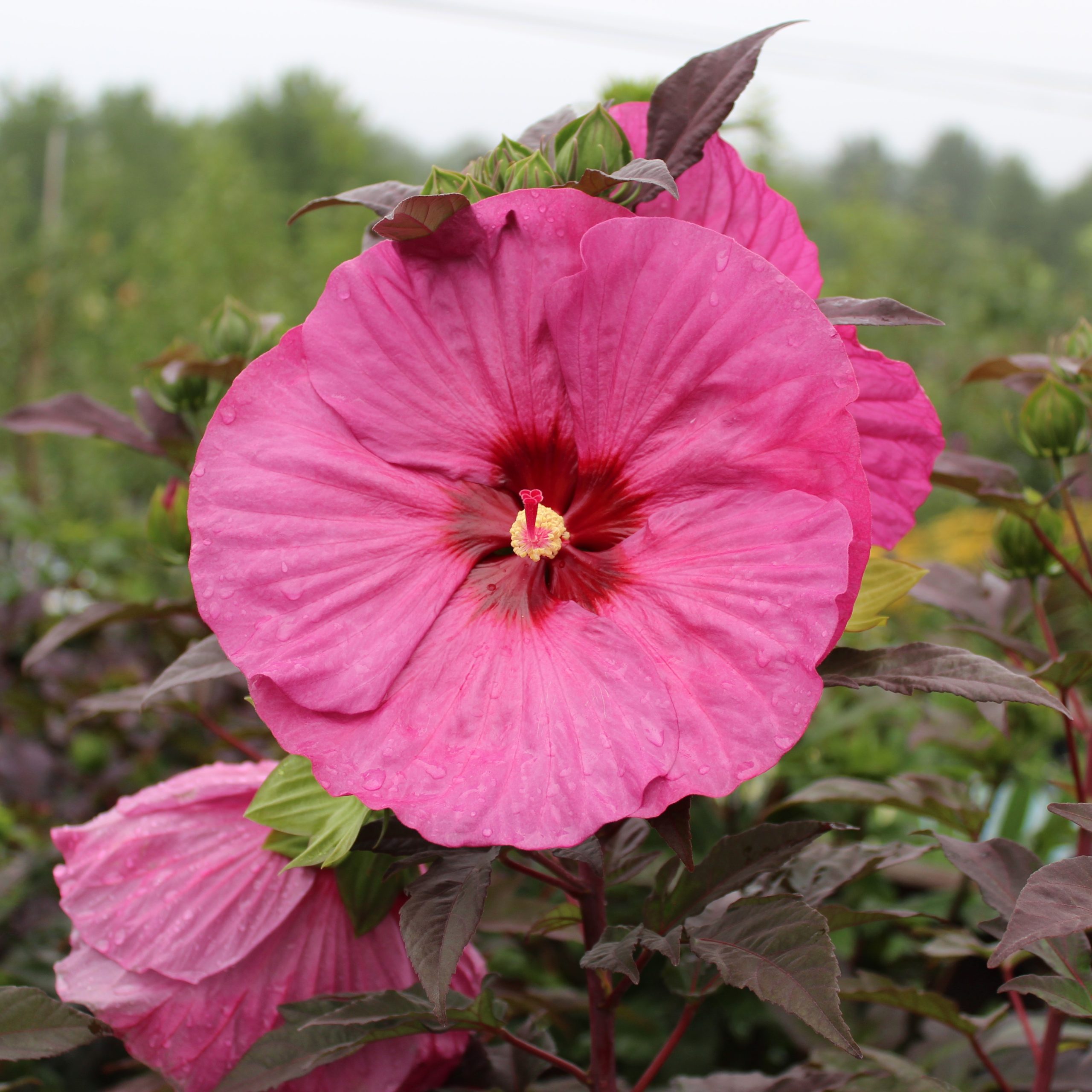 rose mallow - Longfellow's Greenhouses