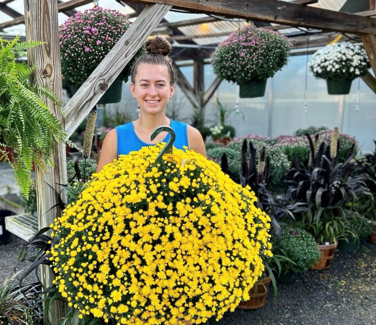 12in mum ellie - Longfellow's Greenhouses