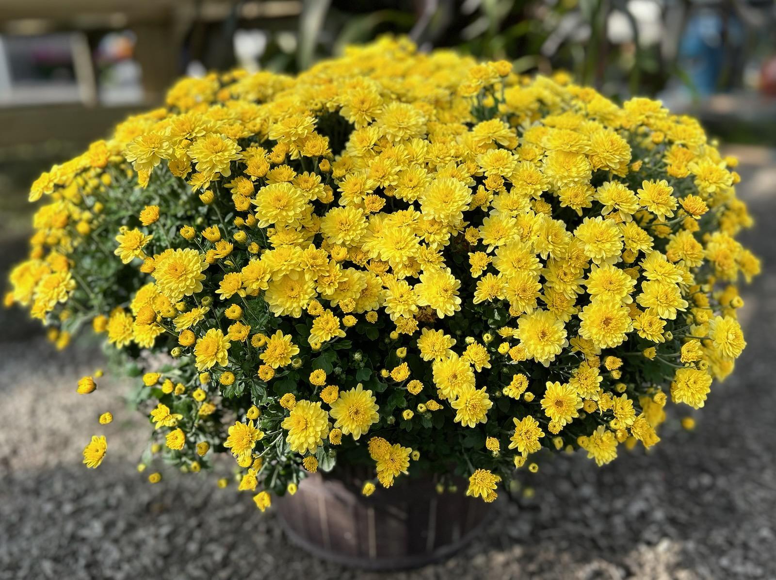 Mum Bushel Yellow - Longfellow's Greenhouses