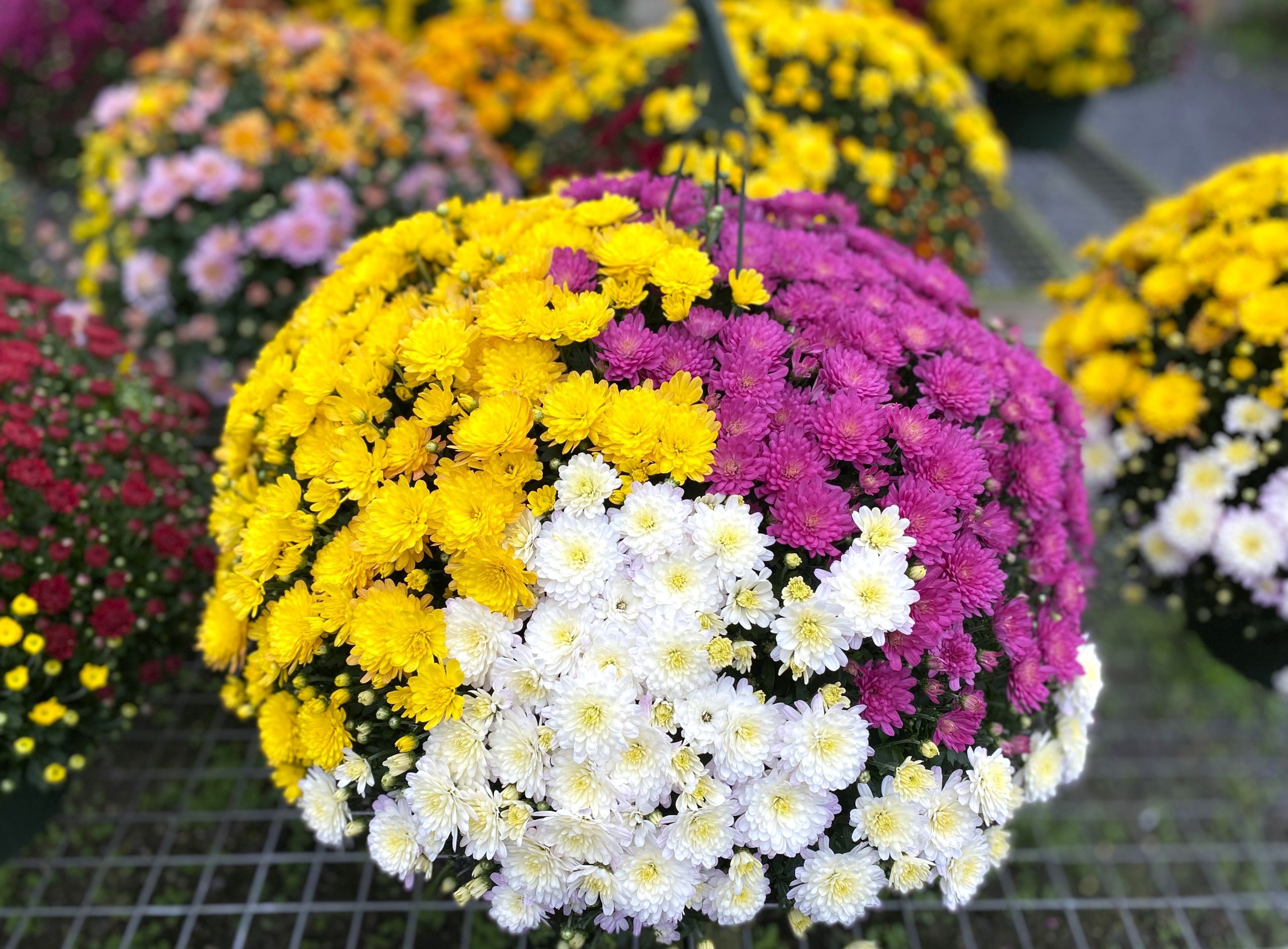 tri mum - Longfellow's Greenhouses