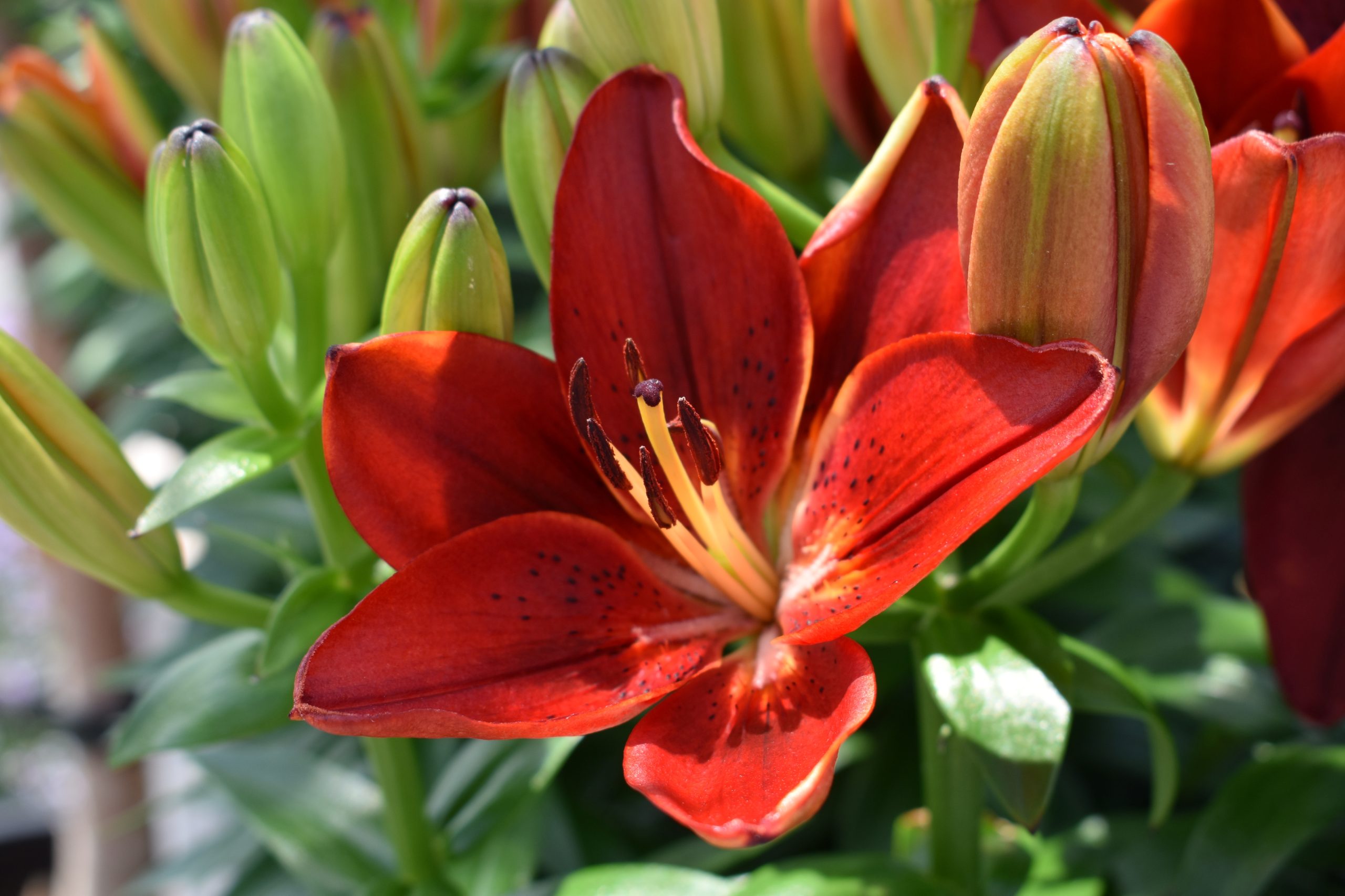 asiatic lily 'tiny rocket' - Longfellow's Greenhouses