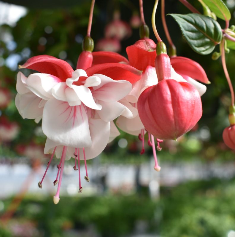 Annuals for Moderate Light - Shade - Longfellow's Greenhouses