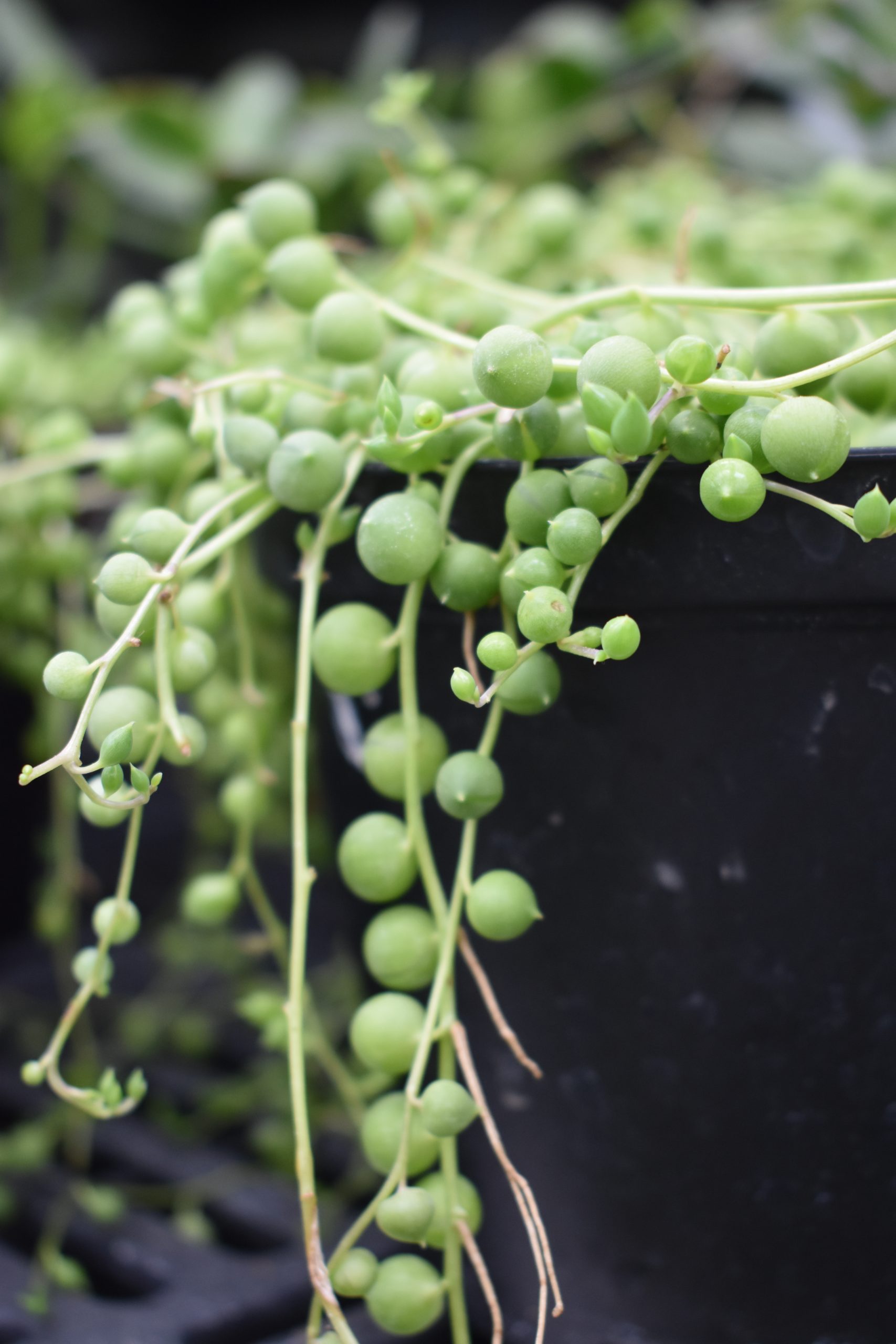 succulent 'string of pearls' - Longfellow's Greenhouses