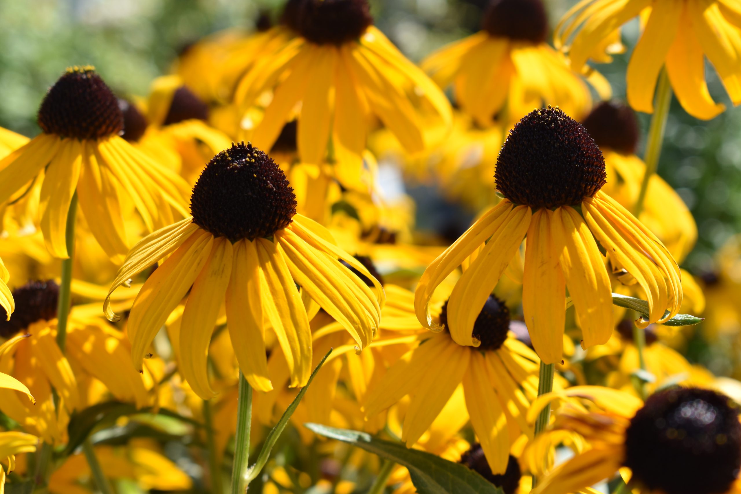 black-eyed susan - Longfellow's Greenhouses