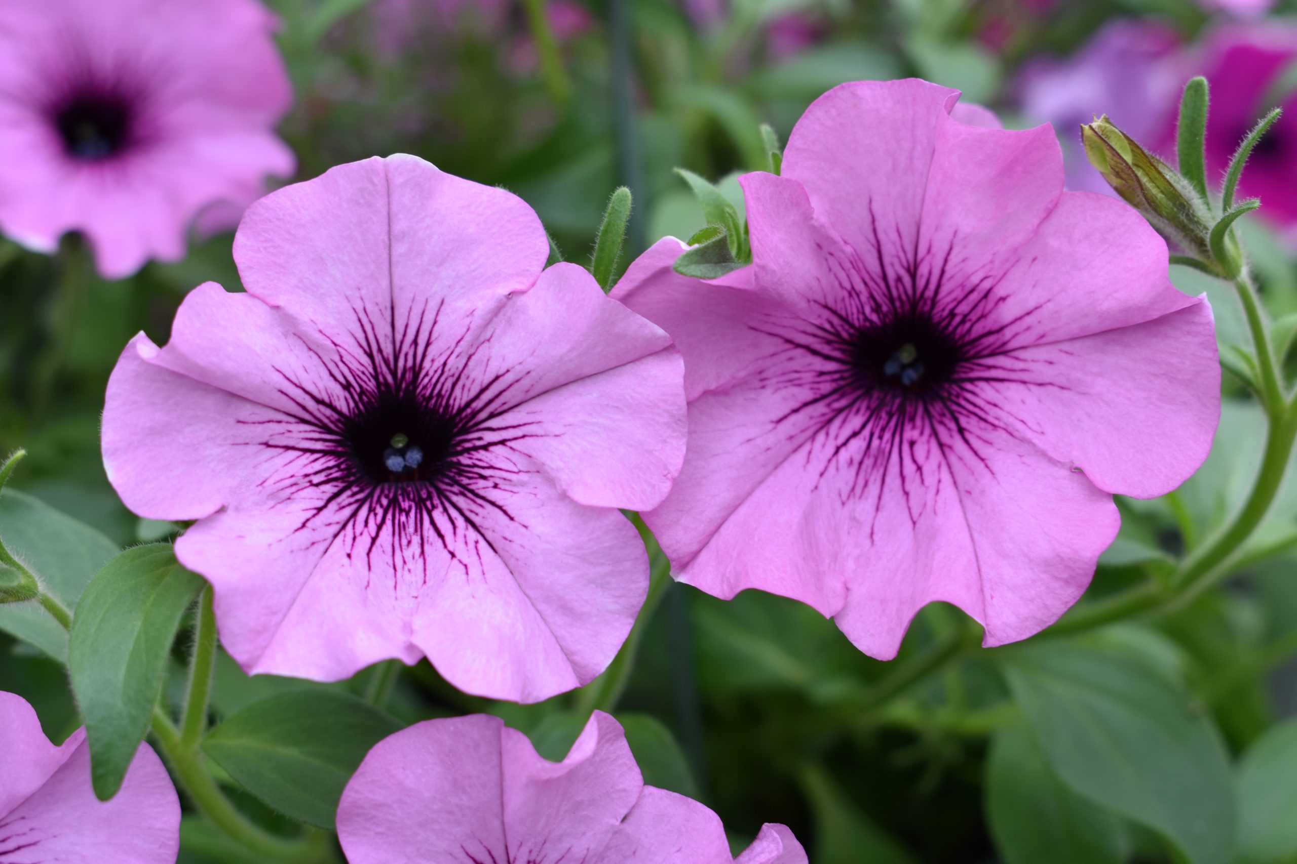 petunia (2) - Longfellow's Greenhouses