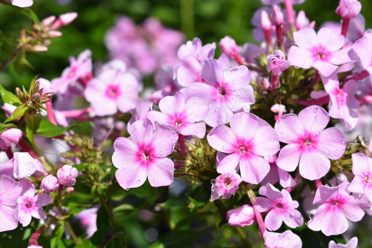 Perennials for Pollinators - Longfellow's Greenhouses