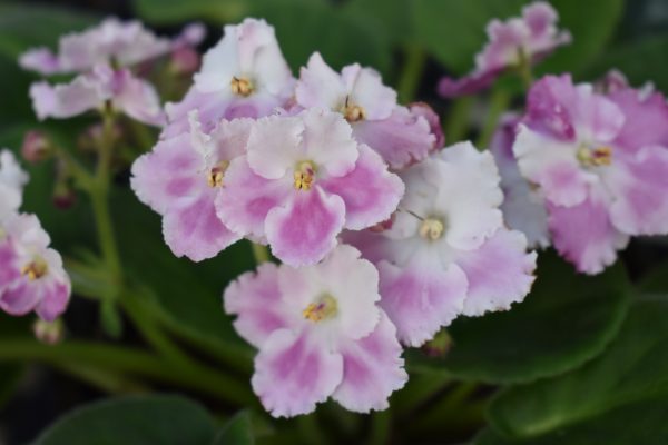 African Violet Care Tips - Longfellow's Greenhouses