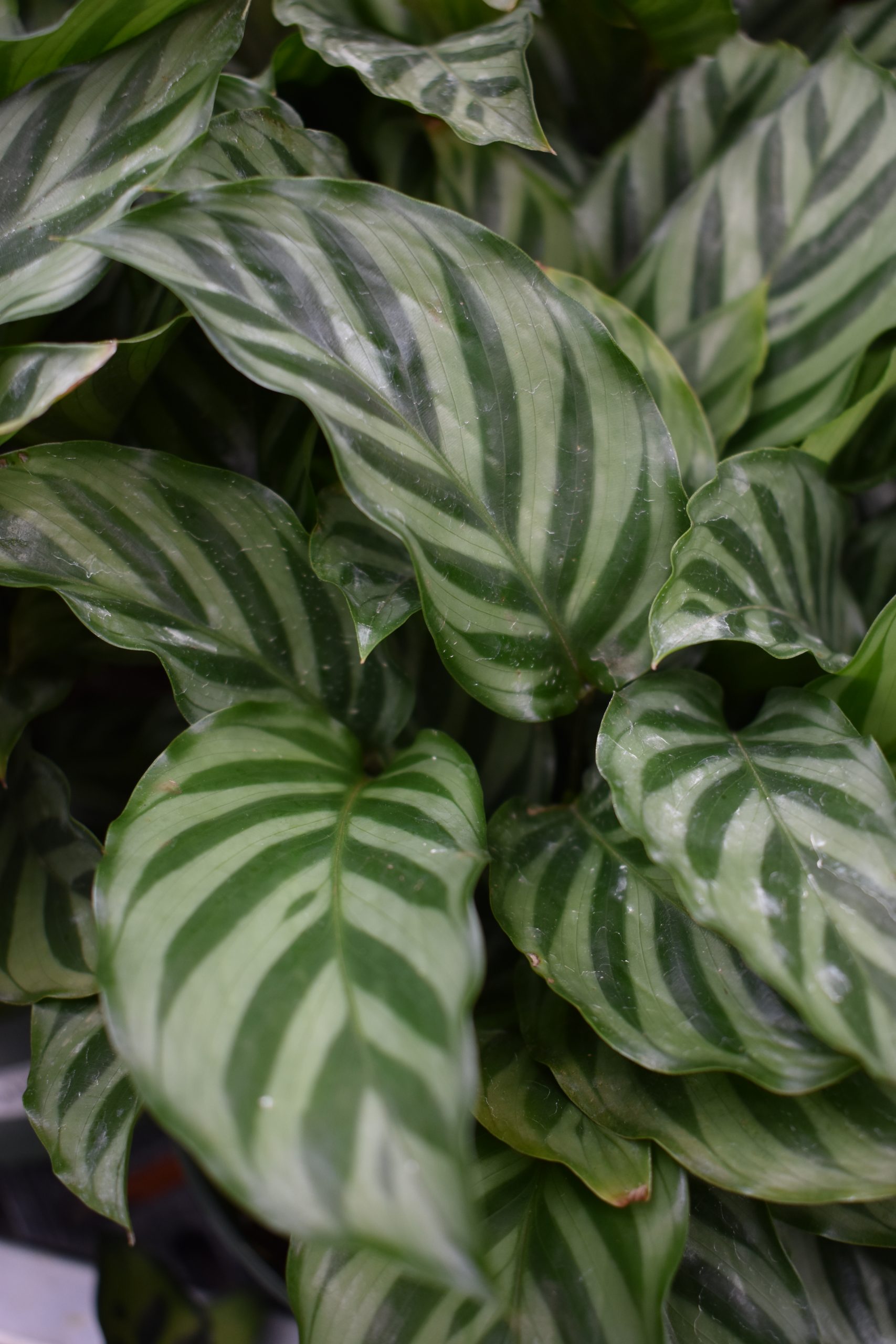 Calathea Care Tips - Longfellow's Greenhouses