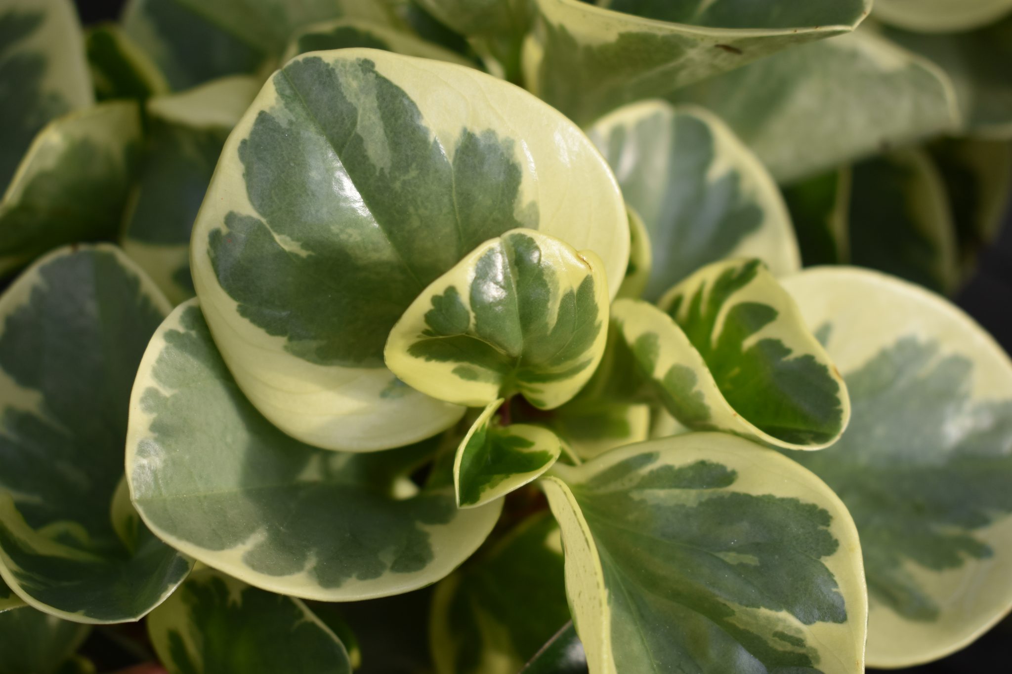 Peperomia Care Tips - Longfellow's Greenhouses