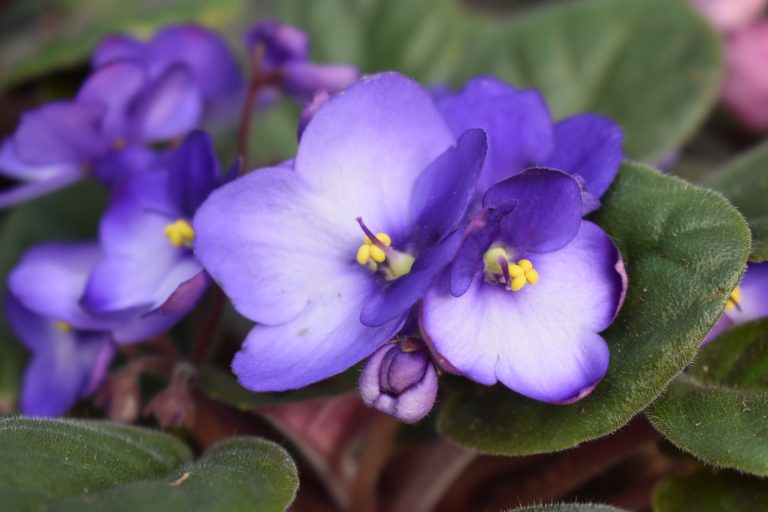 African Violet Care Tips - Longfellow's Greenhouses