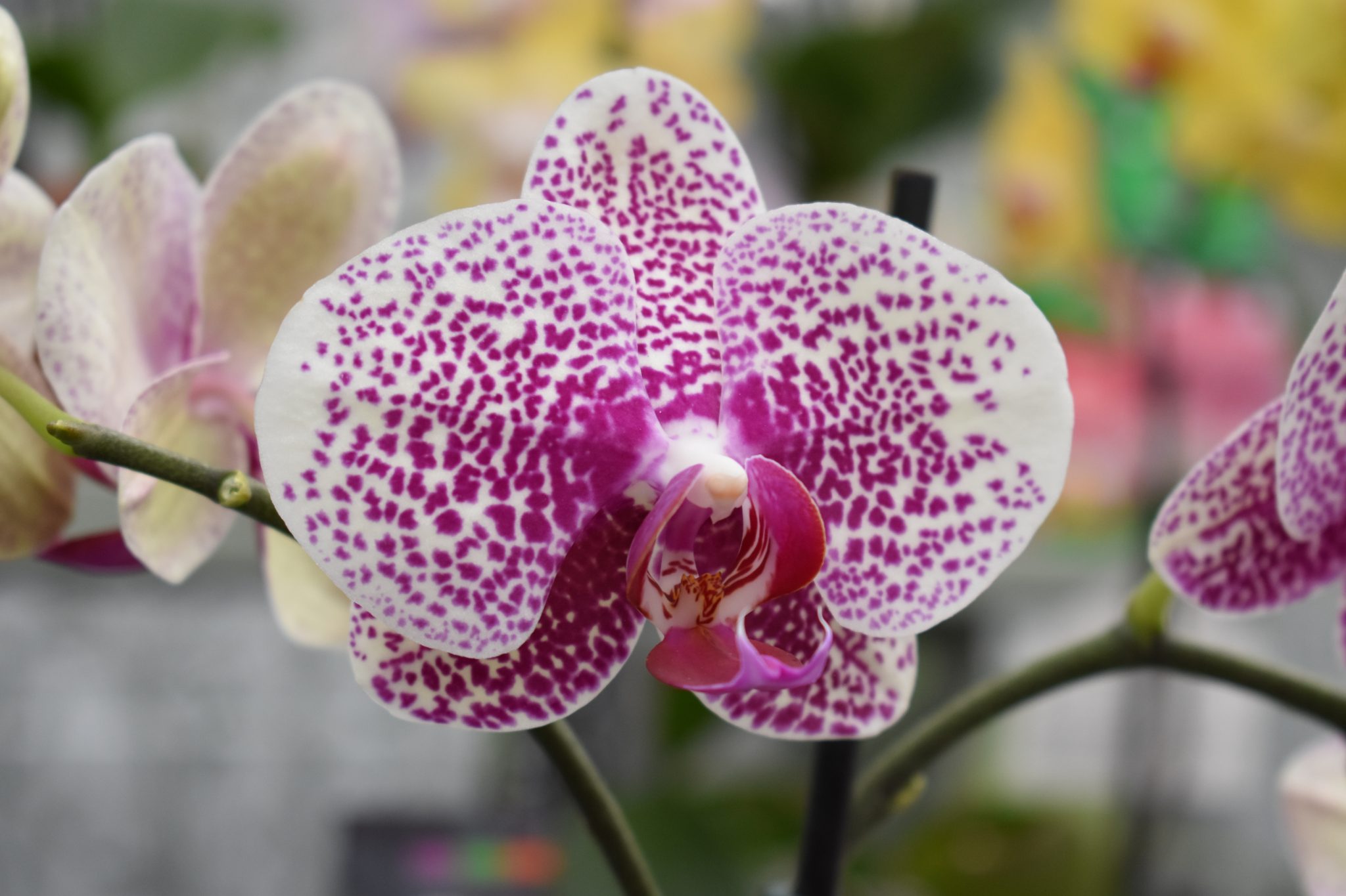 Orchid Care Tips - Longfellow's Greenhouses