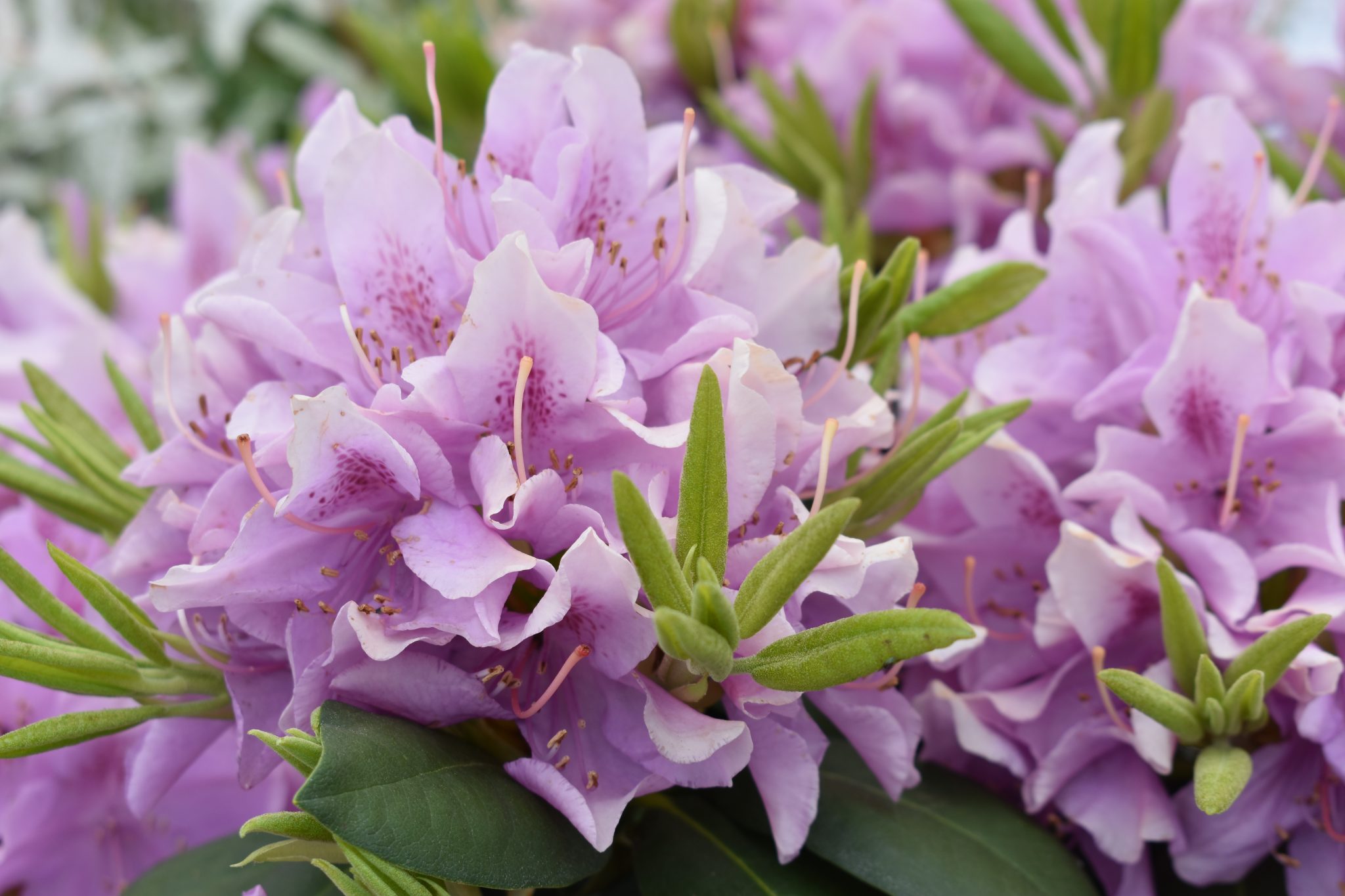 Perennials for Pollinators - Longfellow's Greenhouses