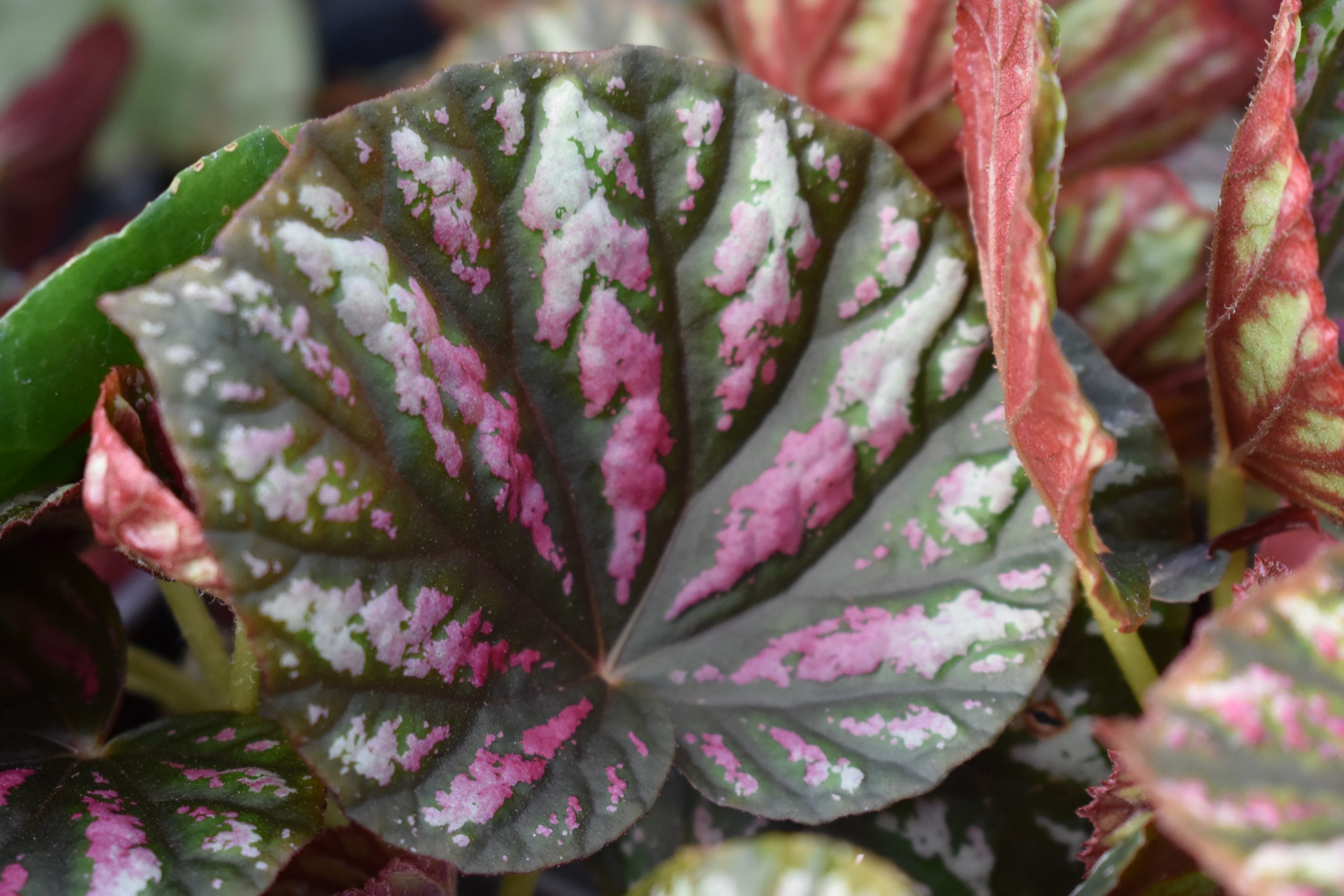 begonia rex (9) - Longfellow's Greenhouses