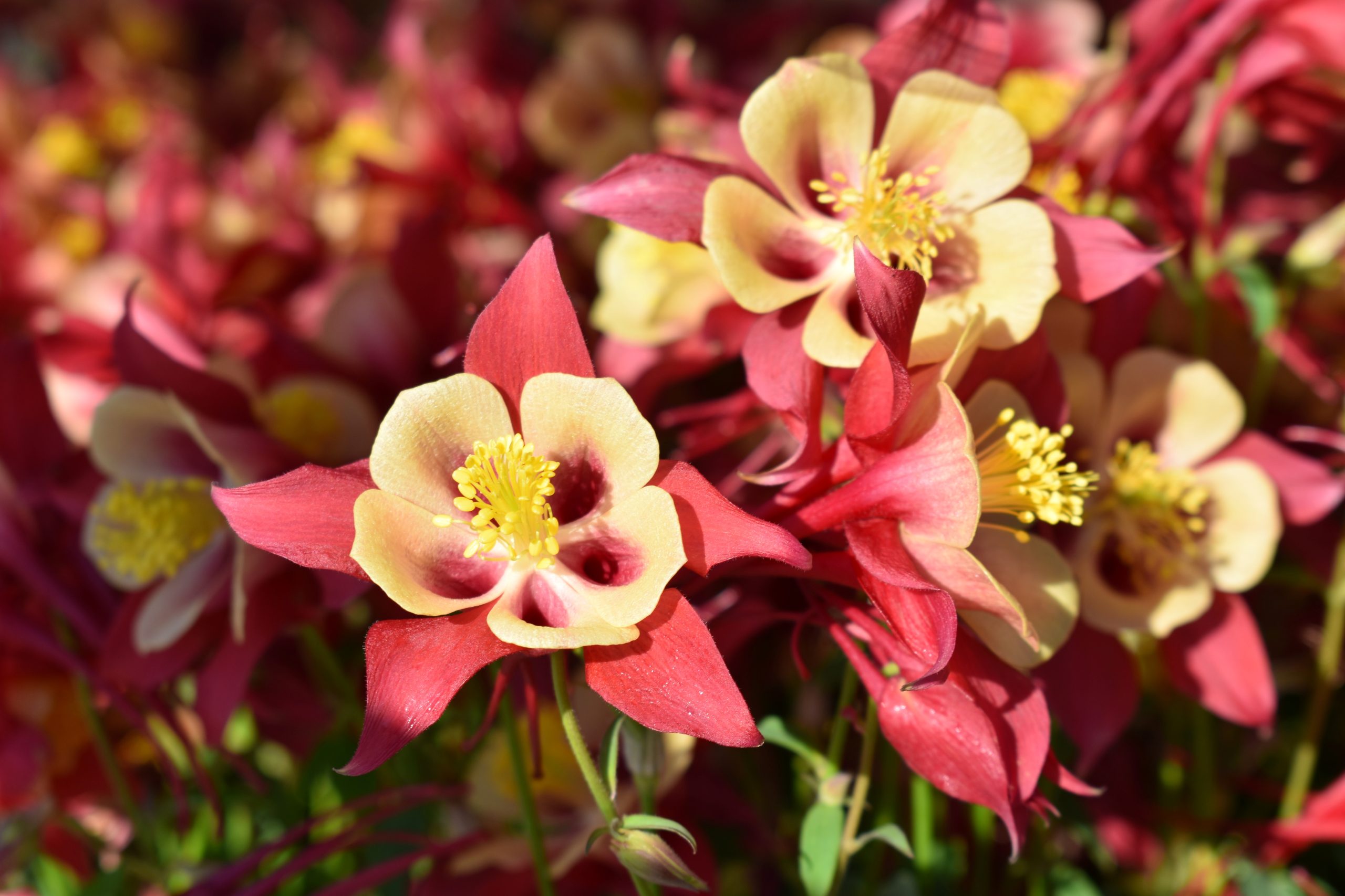 columbine 'earlybird red yellow' - Longfellow's Greenhouses
