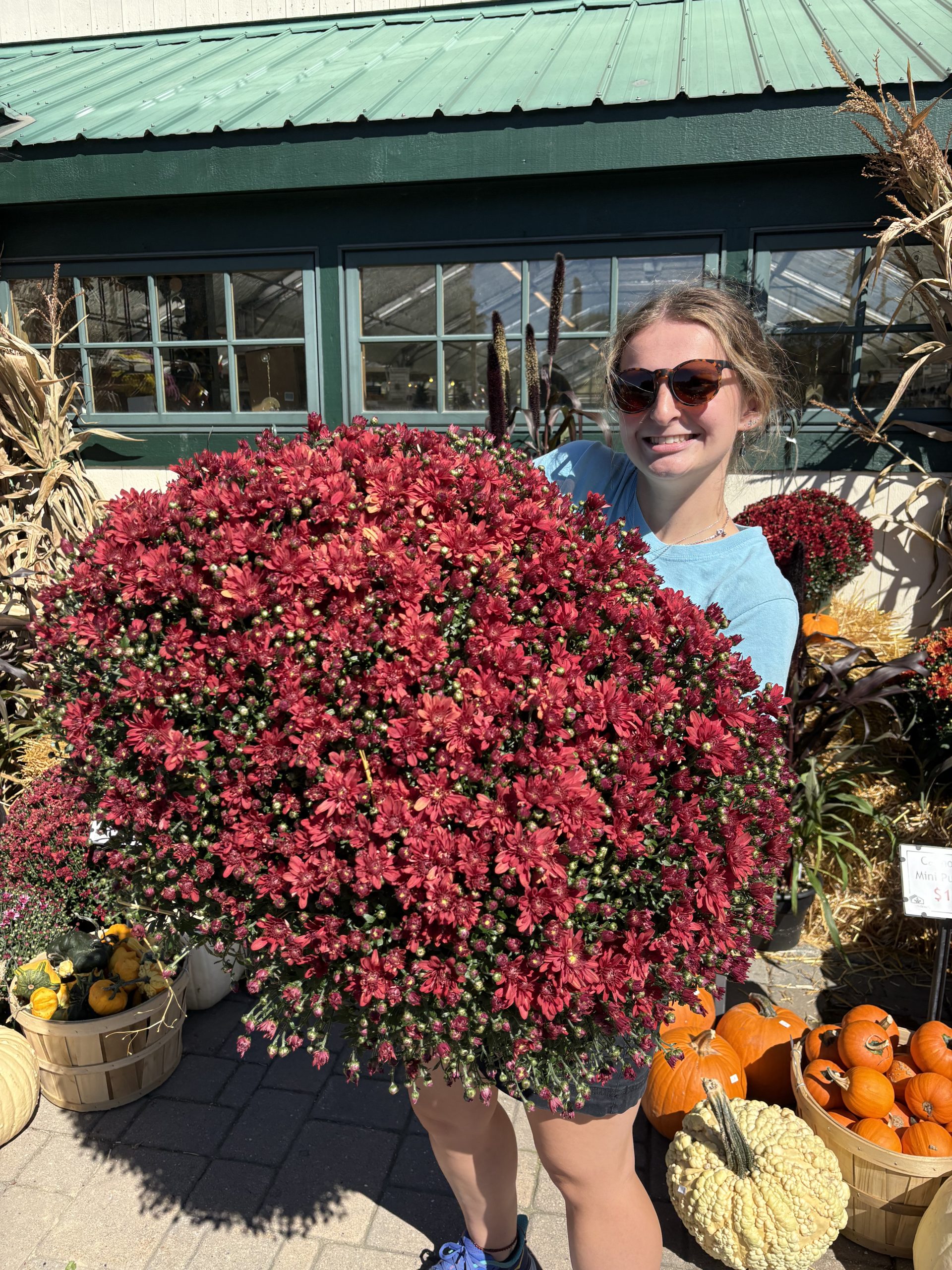 mum bushel basket - Longfellow's Greenhouses