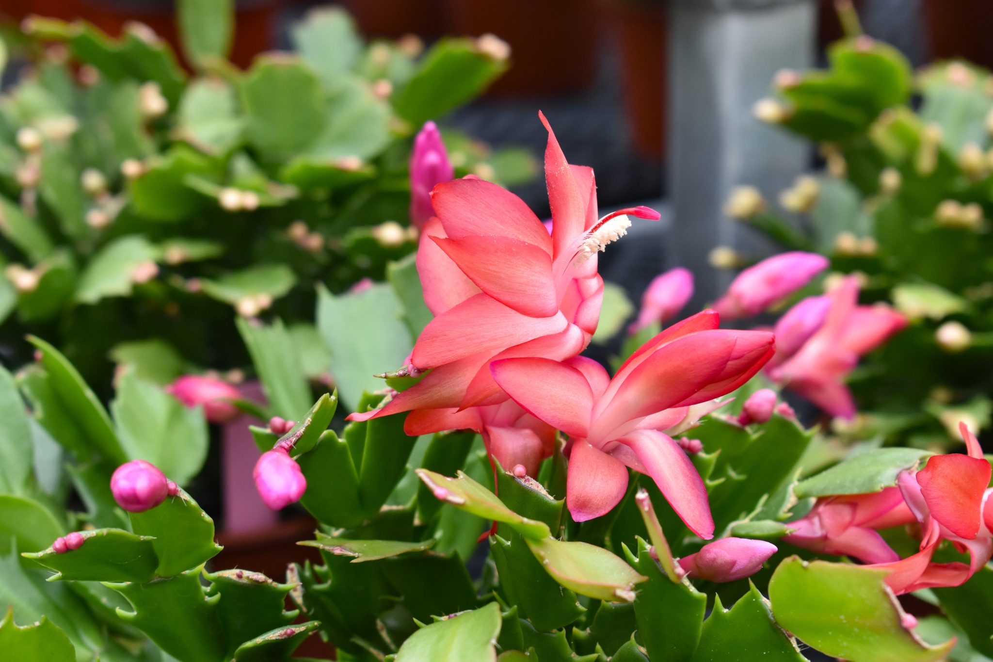Successfully Growing Holiday Cactus - Longfellow's Greenhouses