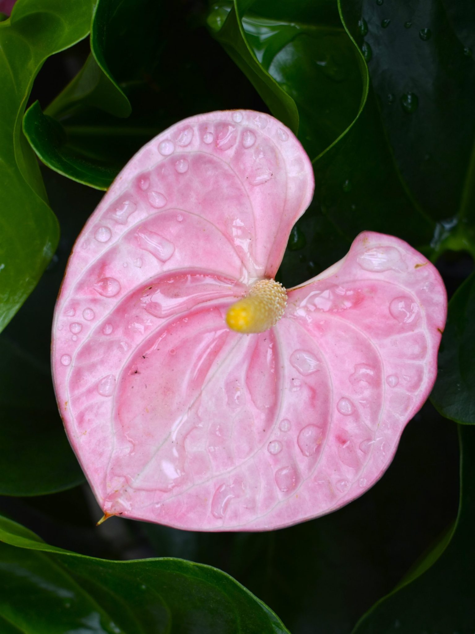 Anthurium Care Tips - Longfellow's Greenhouses