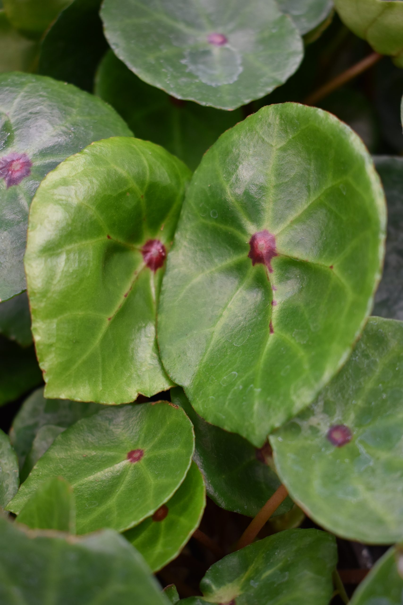 begonia 'red ruby' - Longfellow's Greenhouses