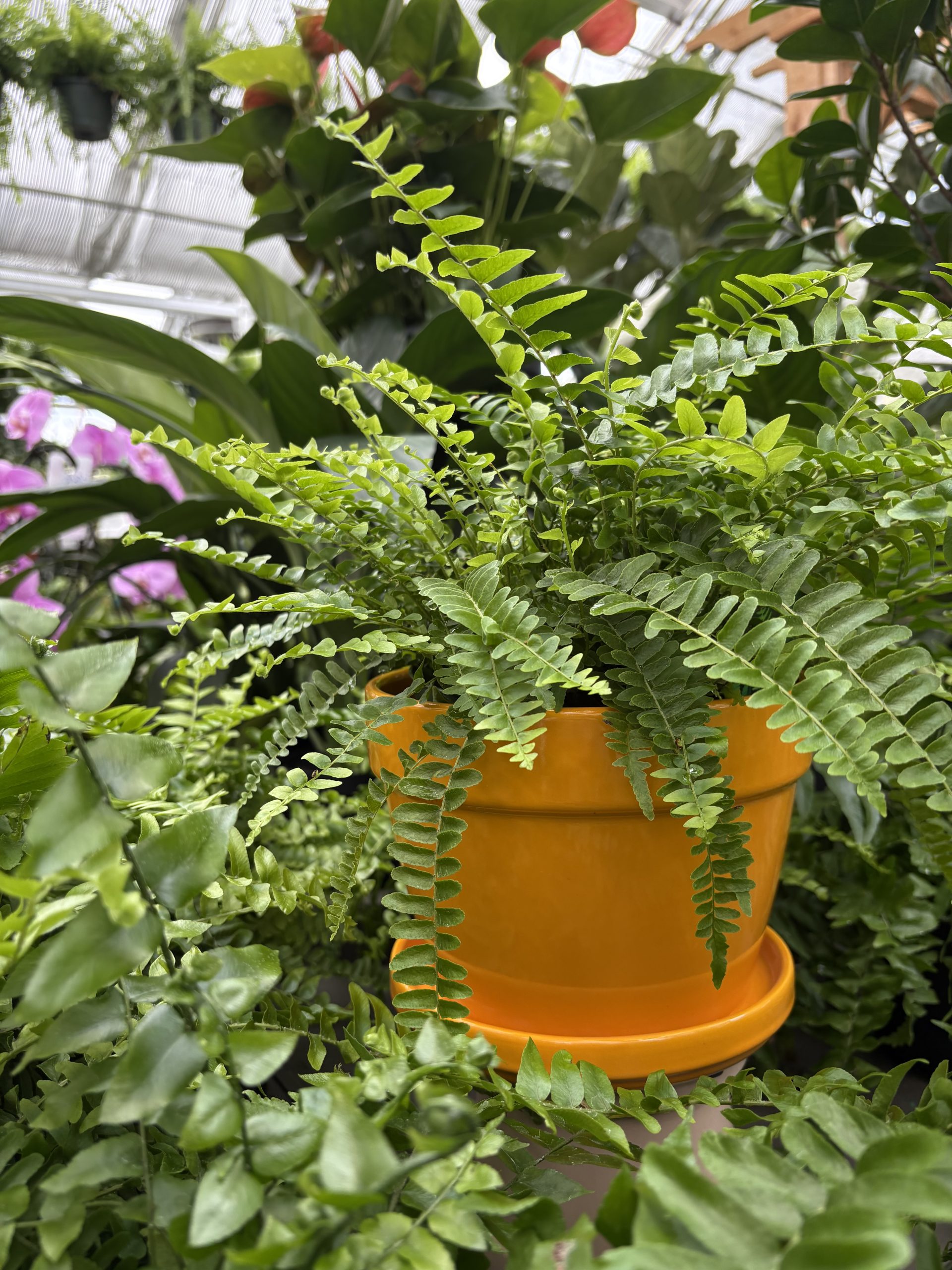 fern in pot - Longfellow's Greenhouses