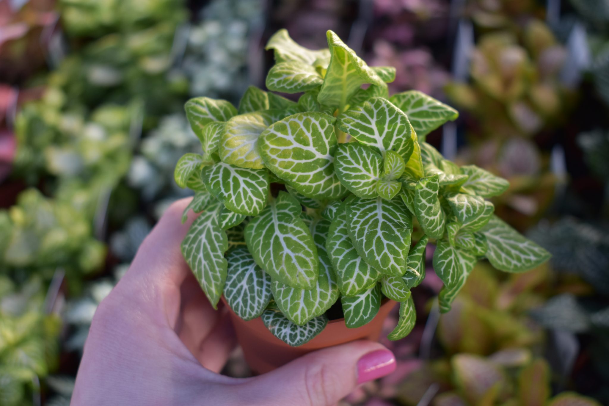 Fittonia Care Tips - Longfellow's Greenhouses