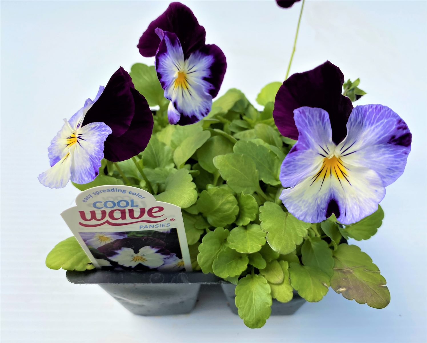 Pansy Cool Wave Violet Wing 4pack - Longfellow's Greenhouses